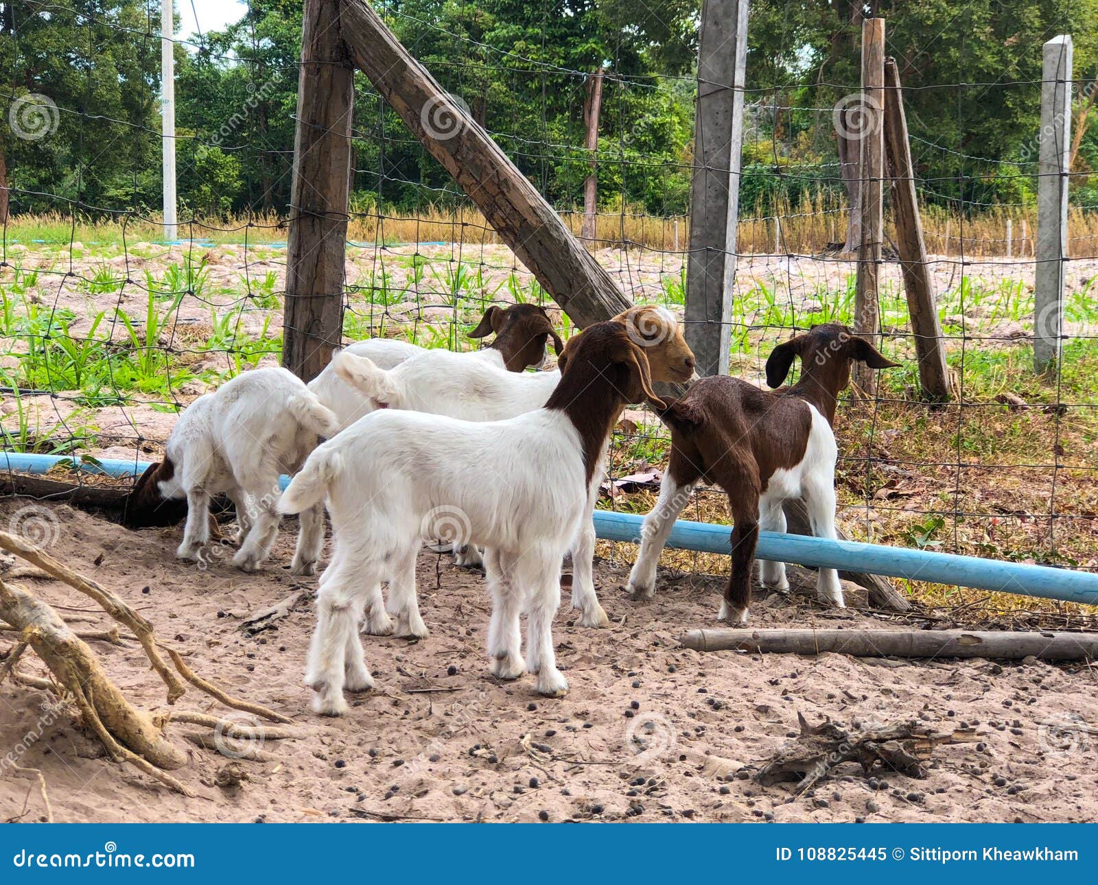 Goats in the farm stock image. Image of field, meadow - 108825445