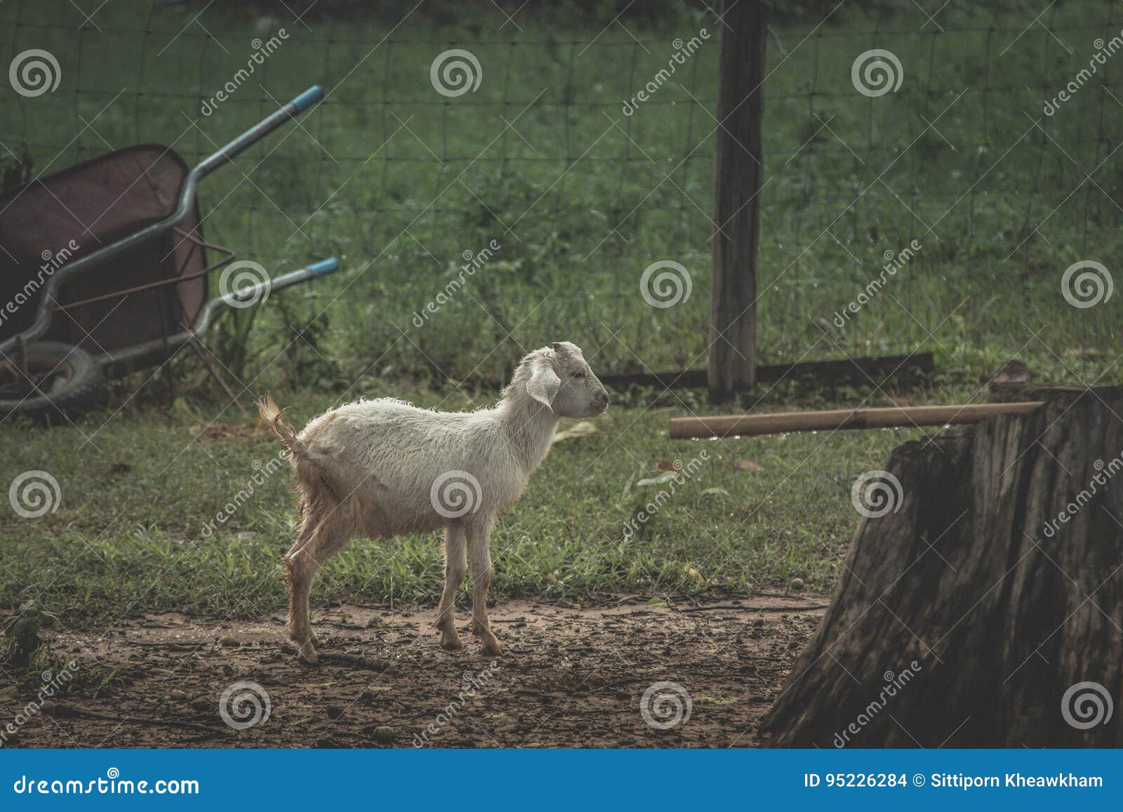 Goats in the farm stock photo. Image of field, green - 95226284