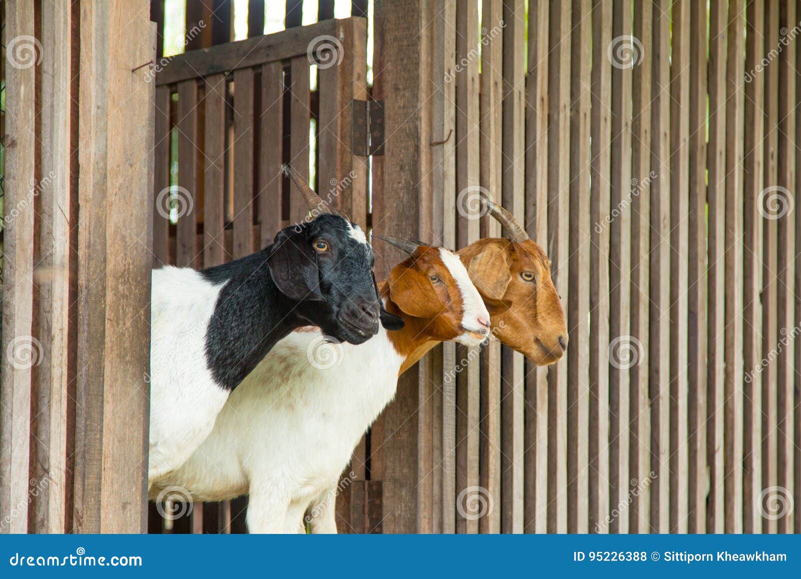 Goats in the farm stock photo. Image of countryside, farm - 95226388