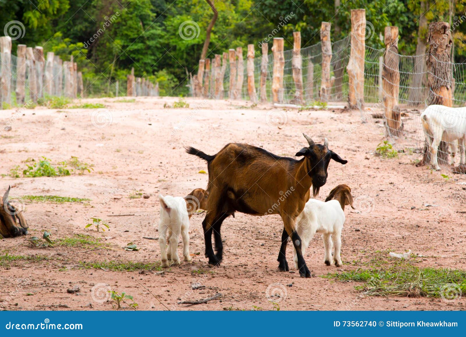 Goats in the Farm in Thailand Stock Photo - Image of eyes, goat: 73562740