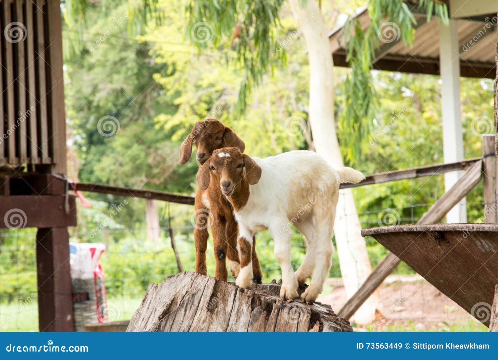 Goats in the Farm in Thailand Stock Image - Image of country, horned ...