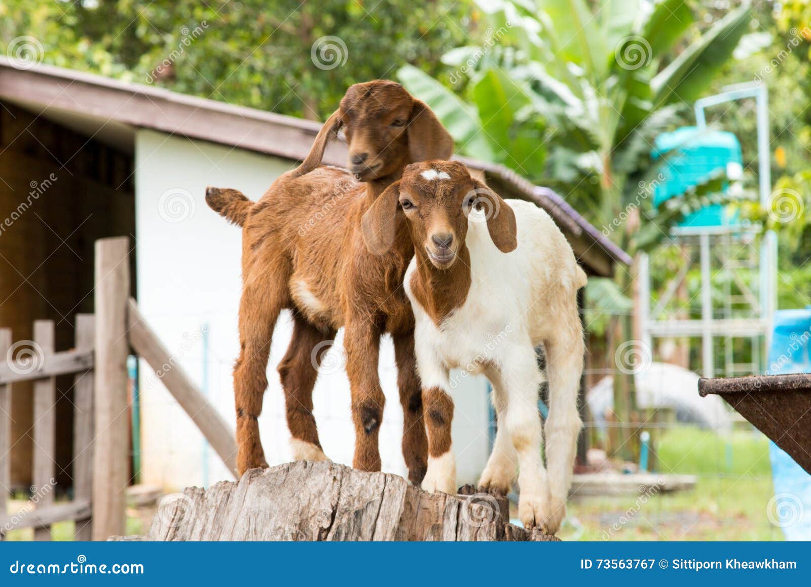 Goats in the Farm in Thailand Stock Image - Image of animals, domestic ...