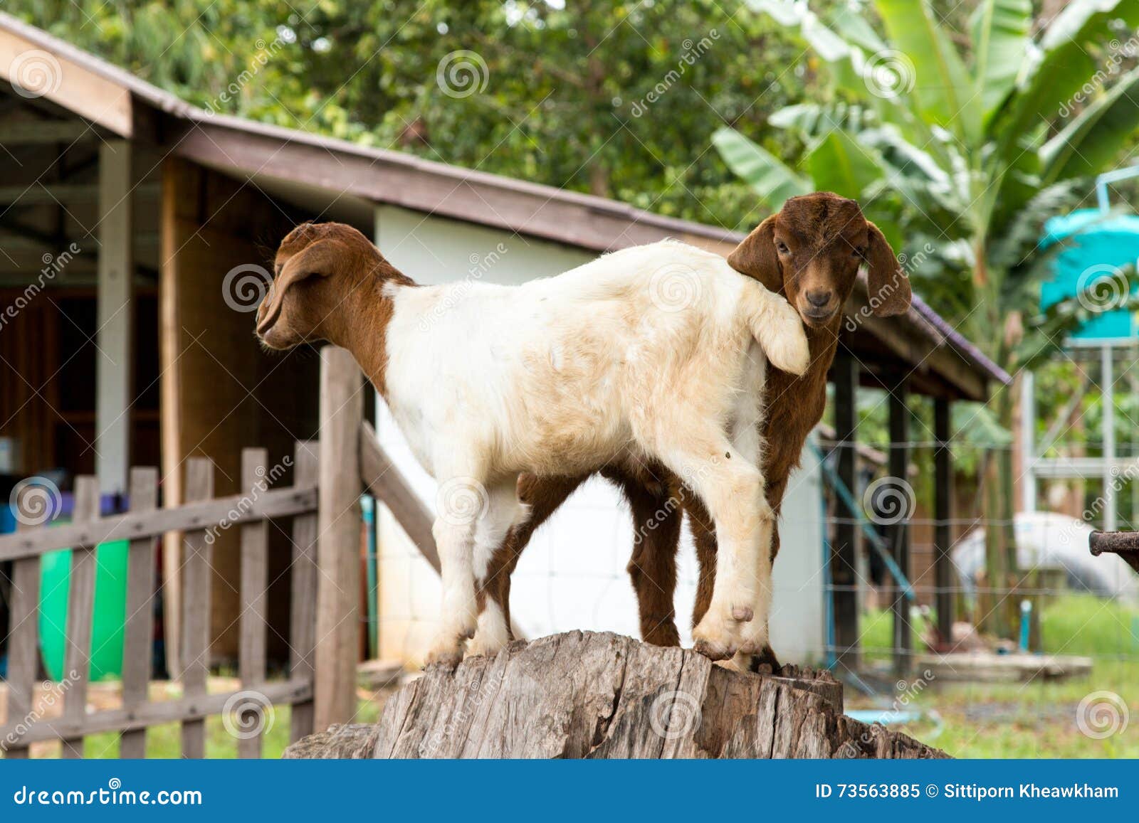 Goats in the Farm in Thailand Stock Image - Image of mammal, head: 73563885