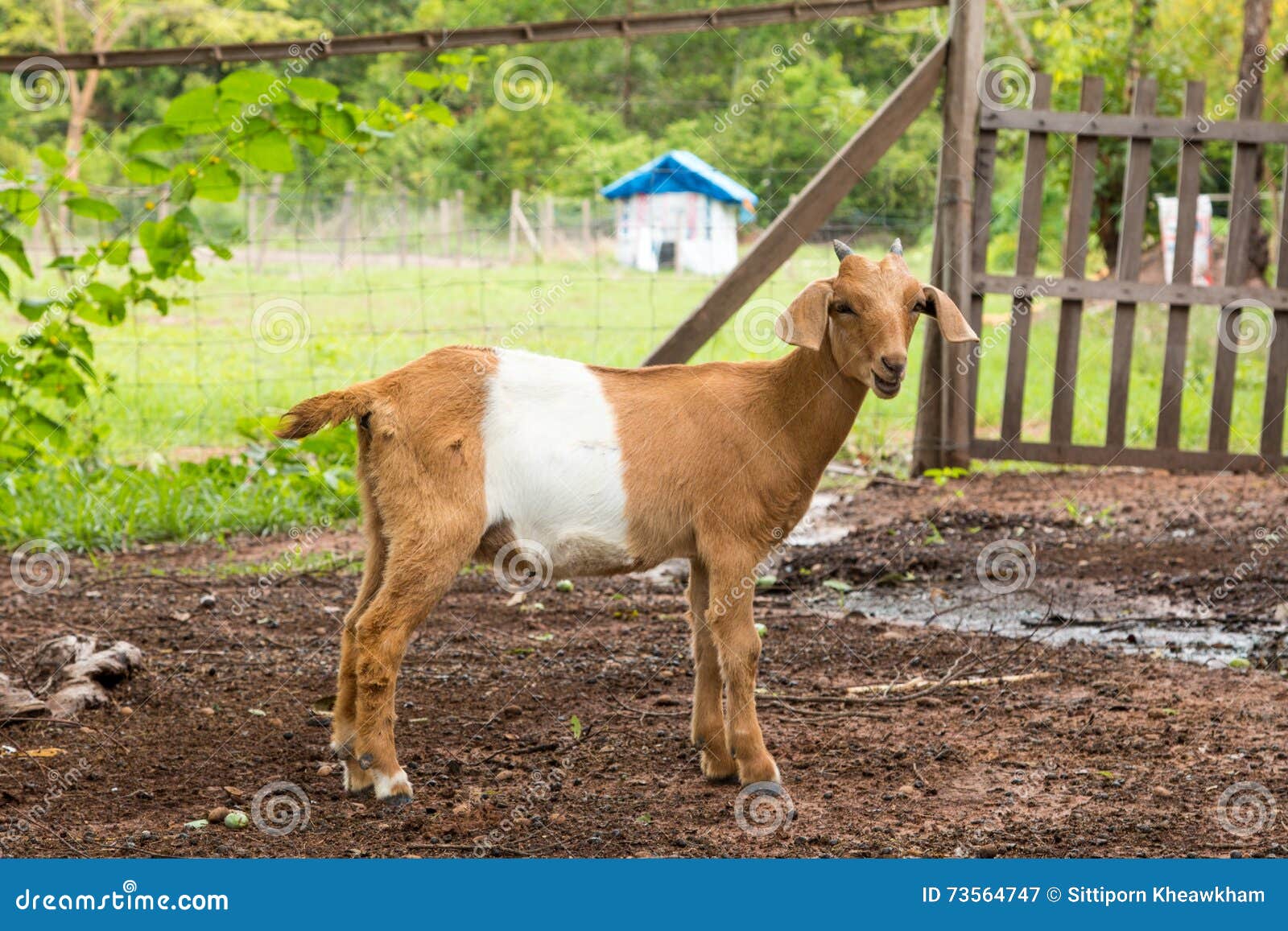 Goats in the Farm in Thailand Stock Image - Image of goats, looking ...