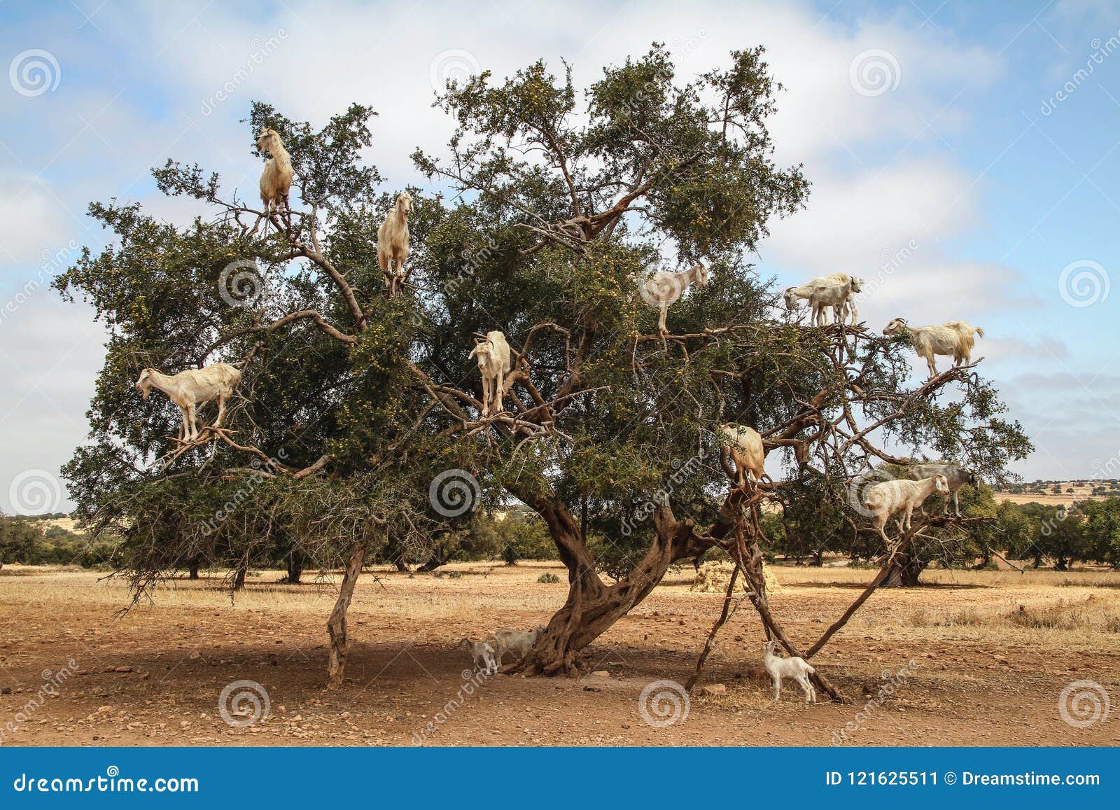 Goats on a Argan Tree, Morocco Stock Image - Image of argantree ...