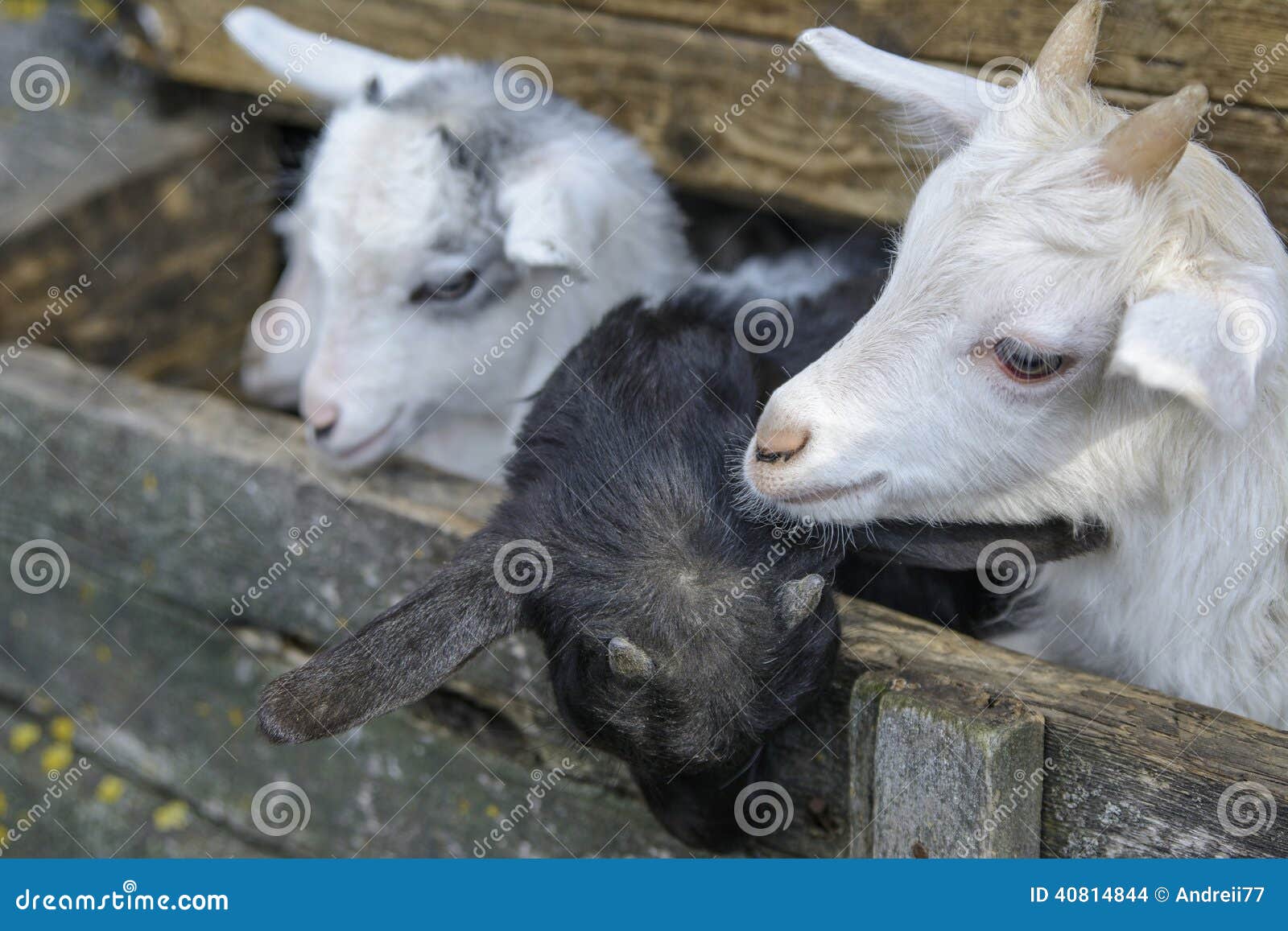 Goats stock photo. Image of horse, herbivorous, horns - 40814844