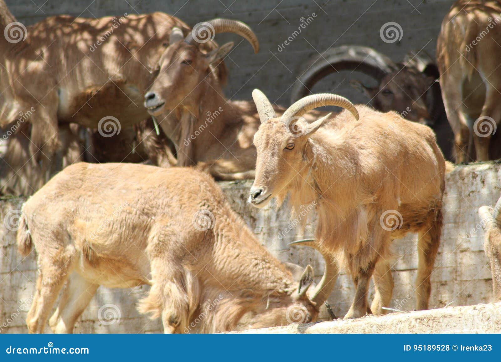 Goats. stock photo. Image of animal, amazing, little - 95189528