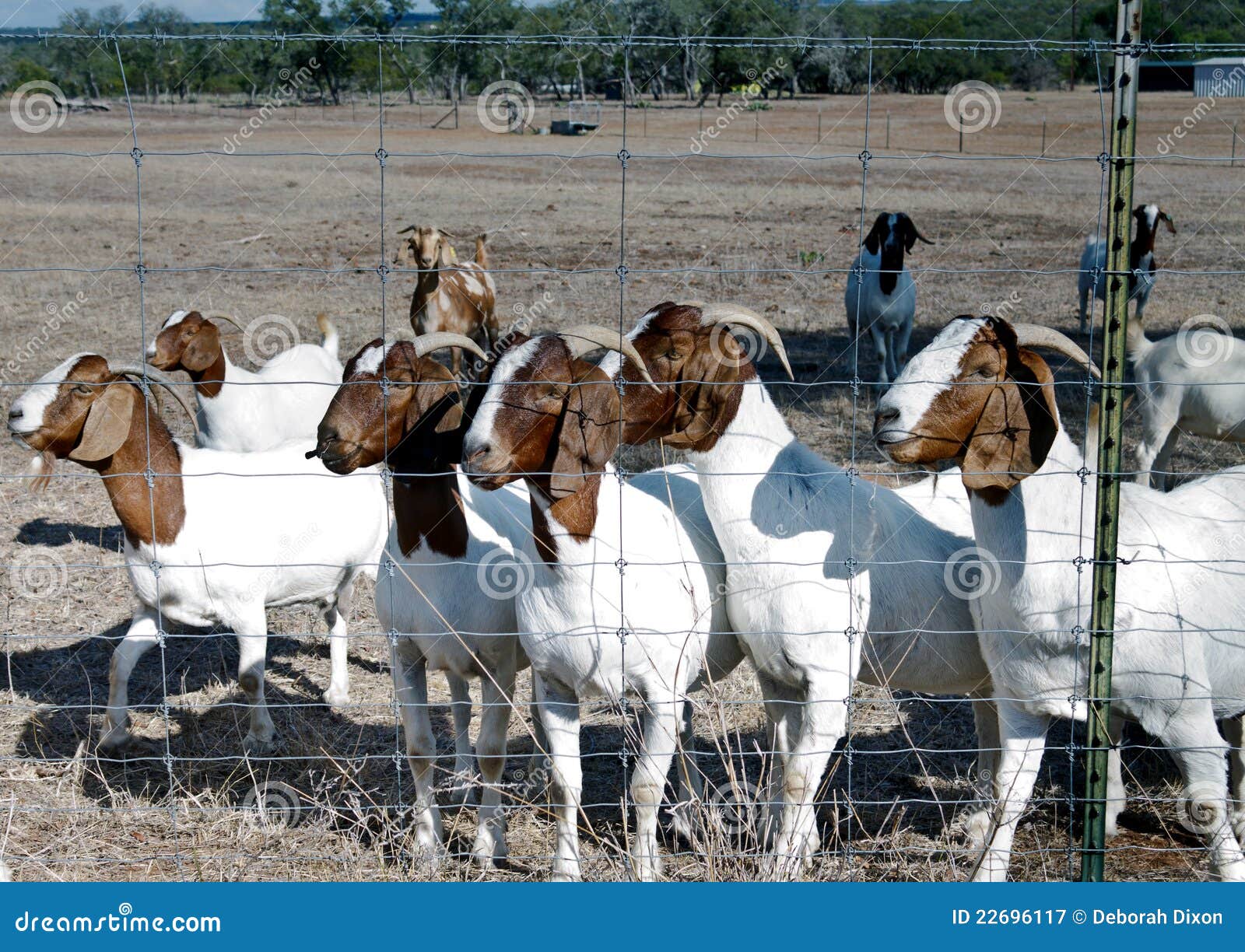 Goats in a field stock image. Image of land, farm, brown - 22696117