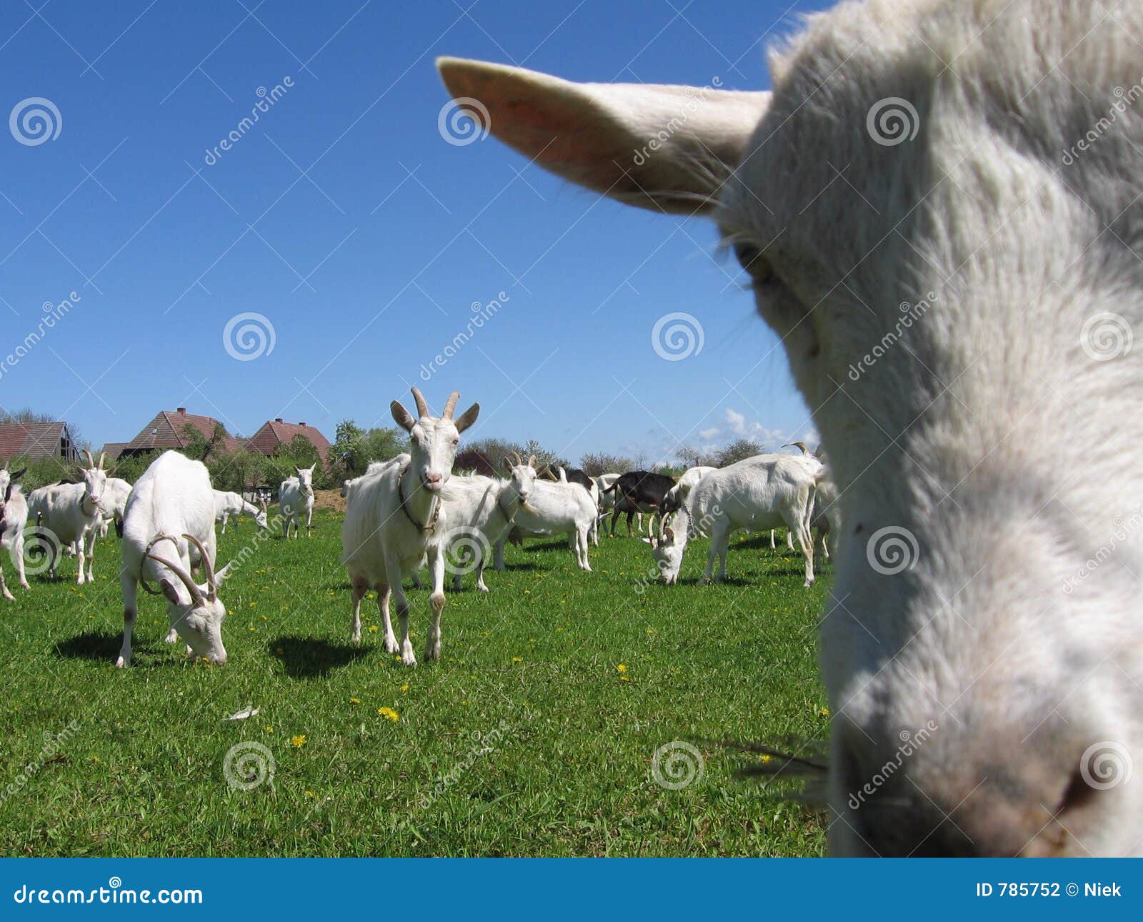 Goats in a field stock photo. Image of brown, agriculture - 785752