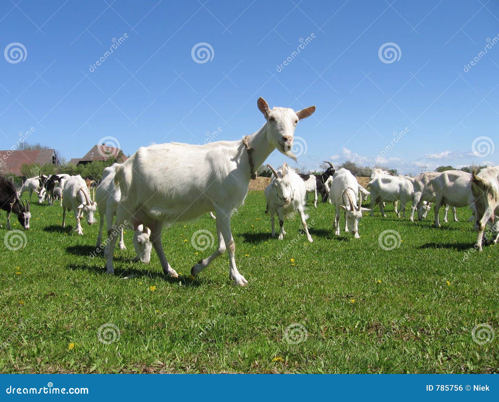 Goats in a field stock photo. Image of golden, white, furry - 785756