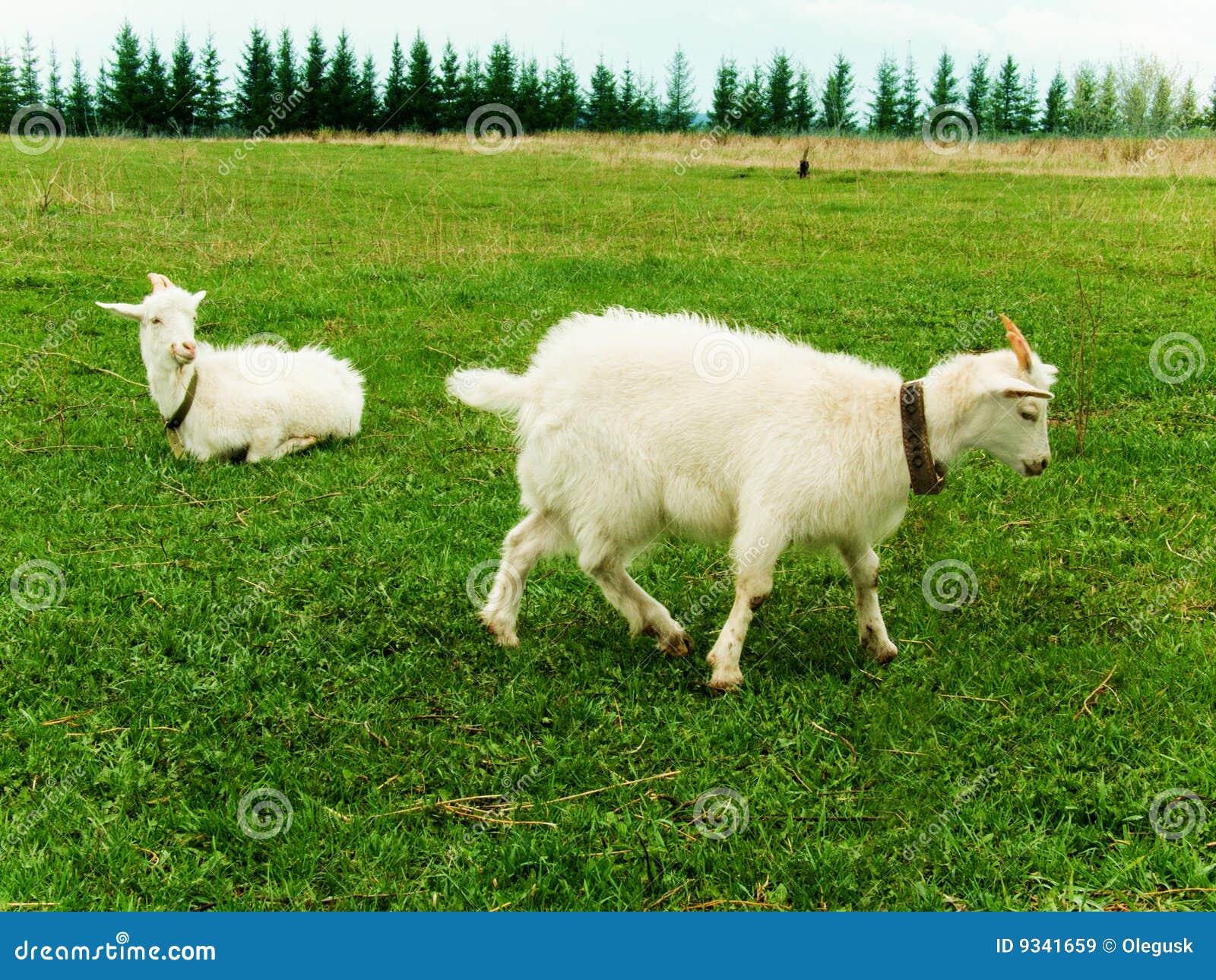 Goats in the field stock image. Image of rural, trees - 9341659