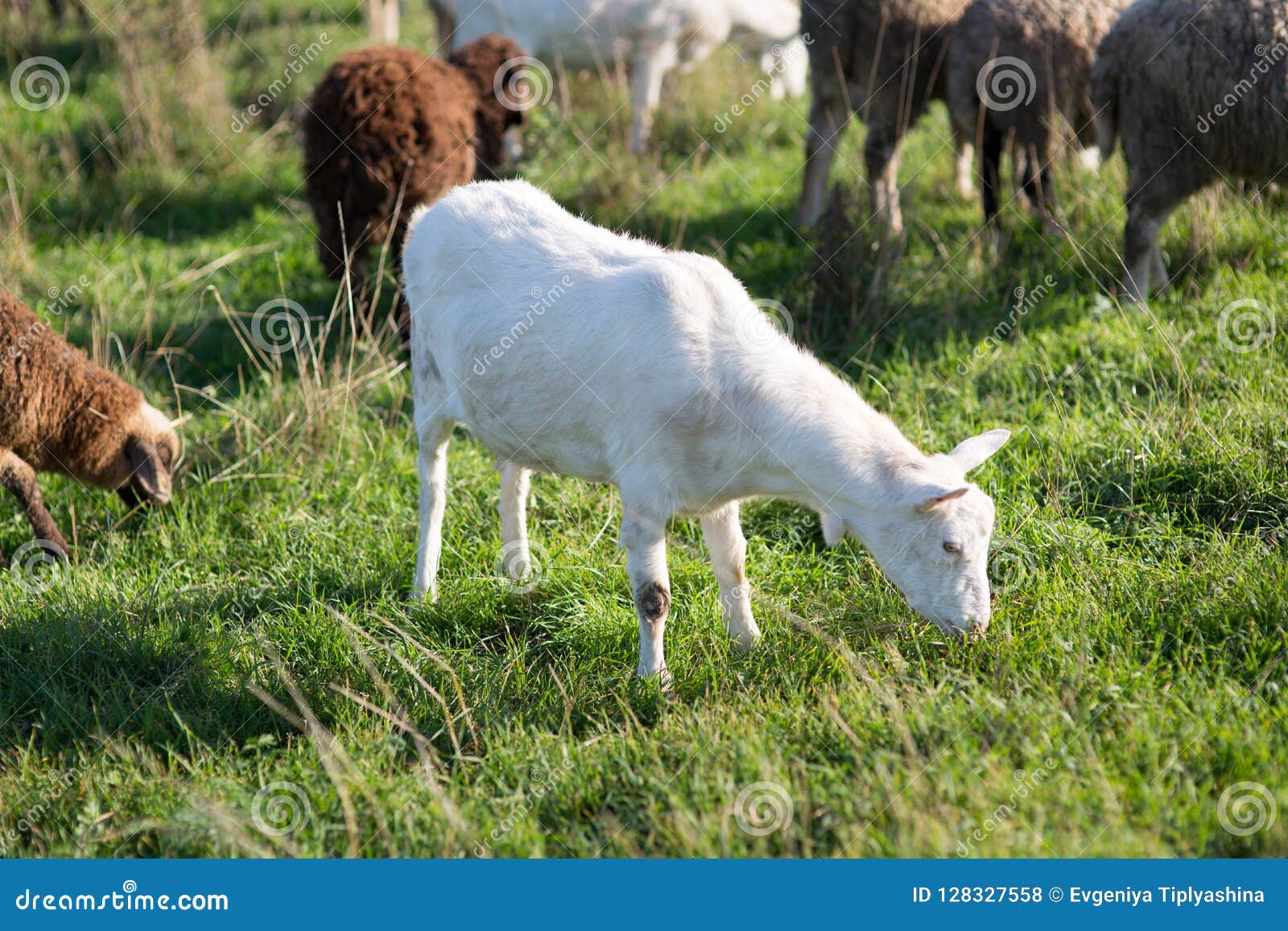 Goats on the field stock photo. Image of pasture, natural - 128327558
