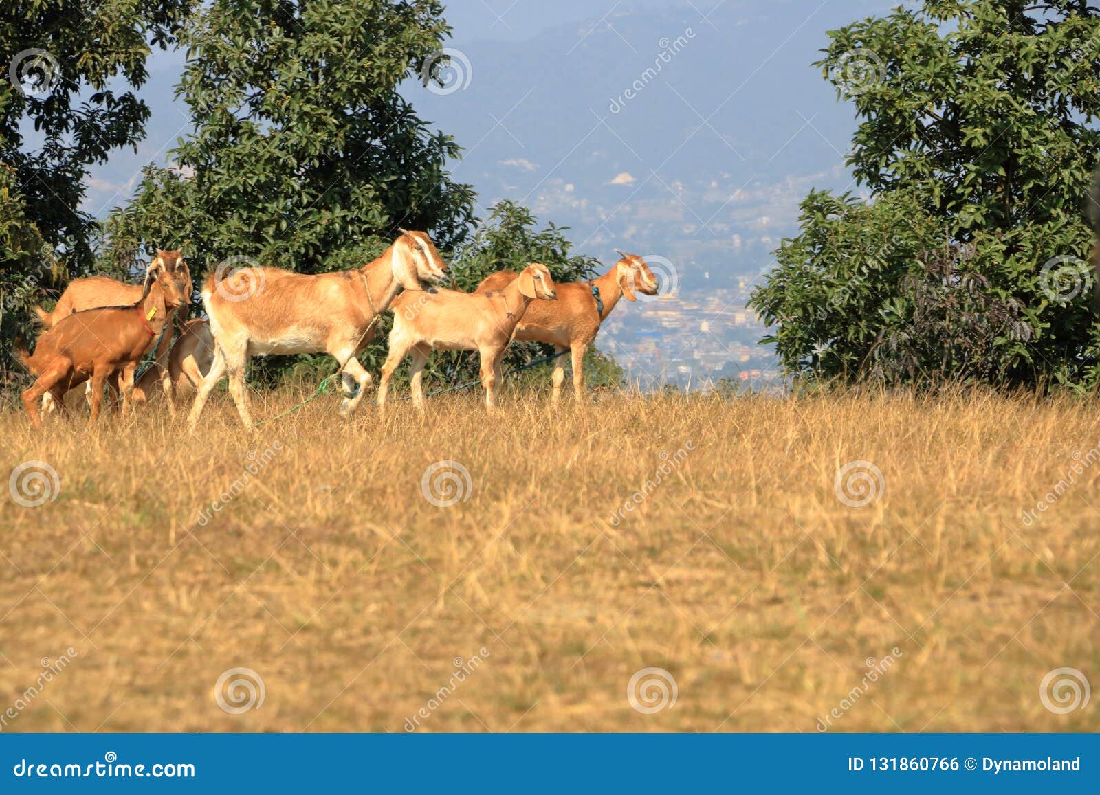 Goats at a field in Nepal stock photo. Image of black - 131860766