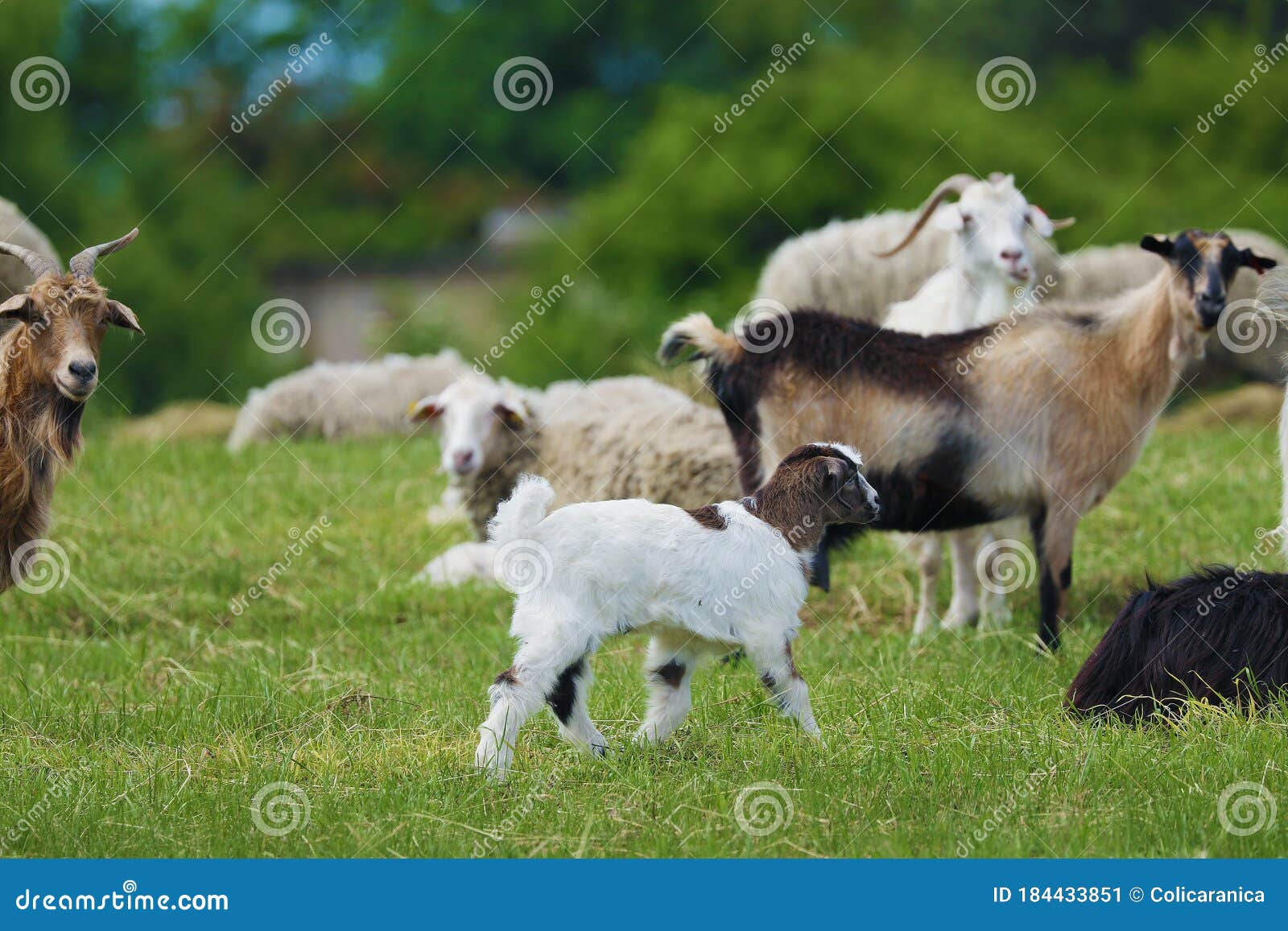 Goats in the field stock image. Image of animal, natural - 184433851