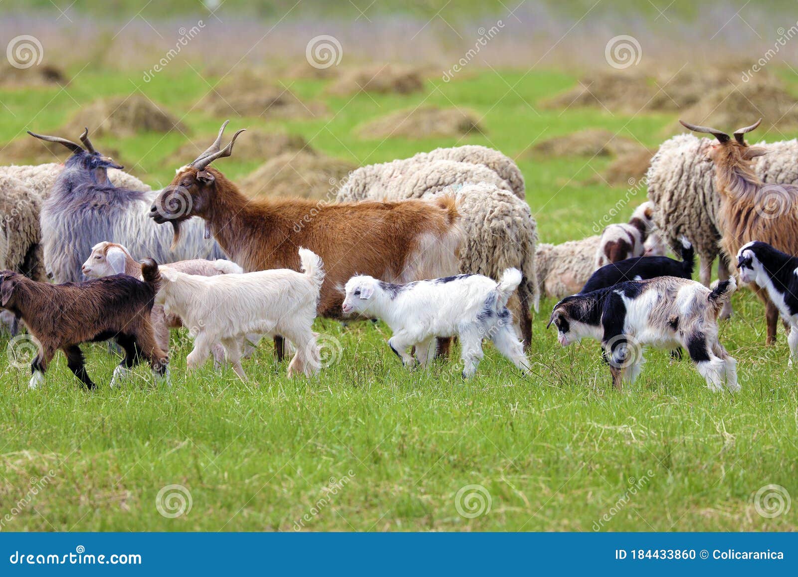 Goats in the field stock photo. Image of natural, wild - 184433860