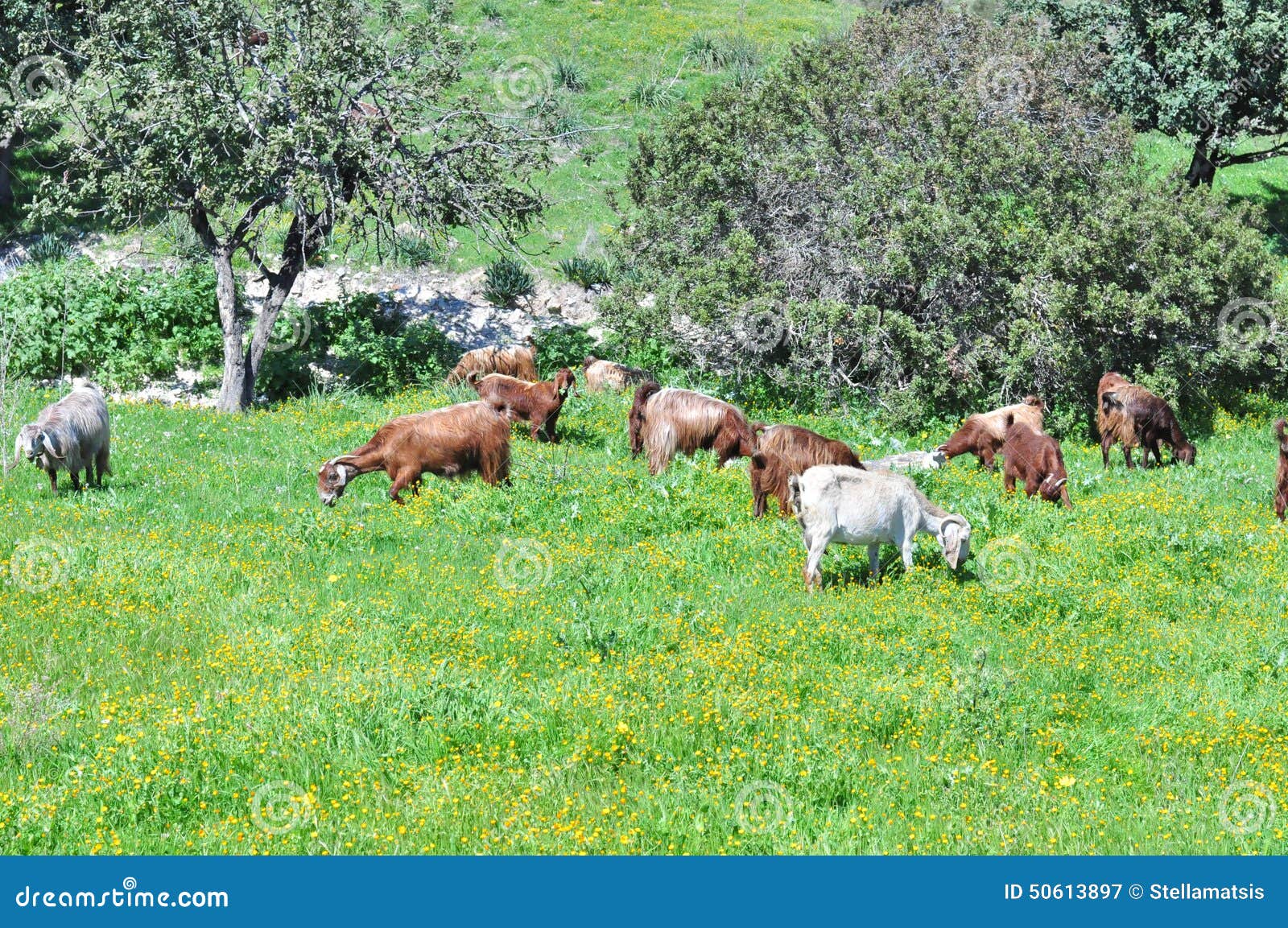 Goats in the field stock image. Image of goat, field - 50613897