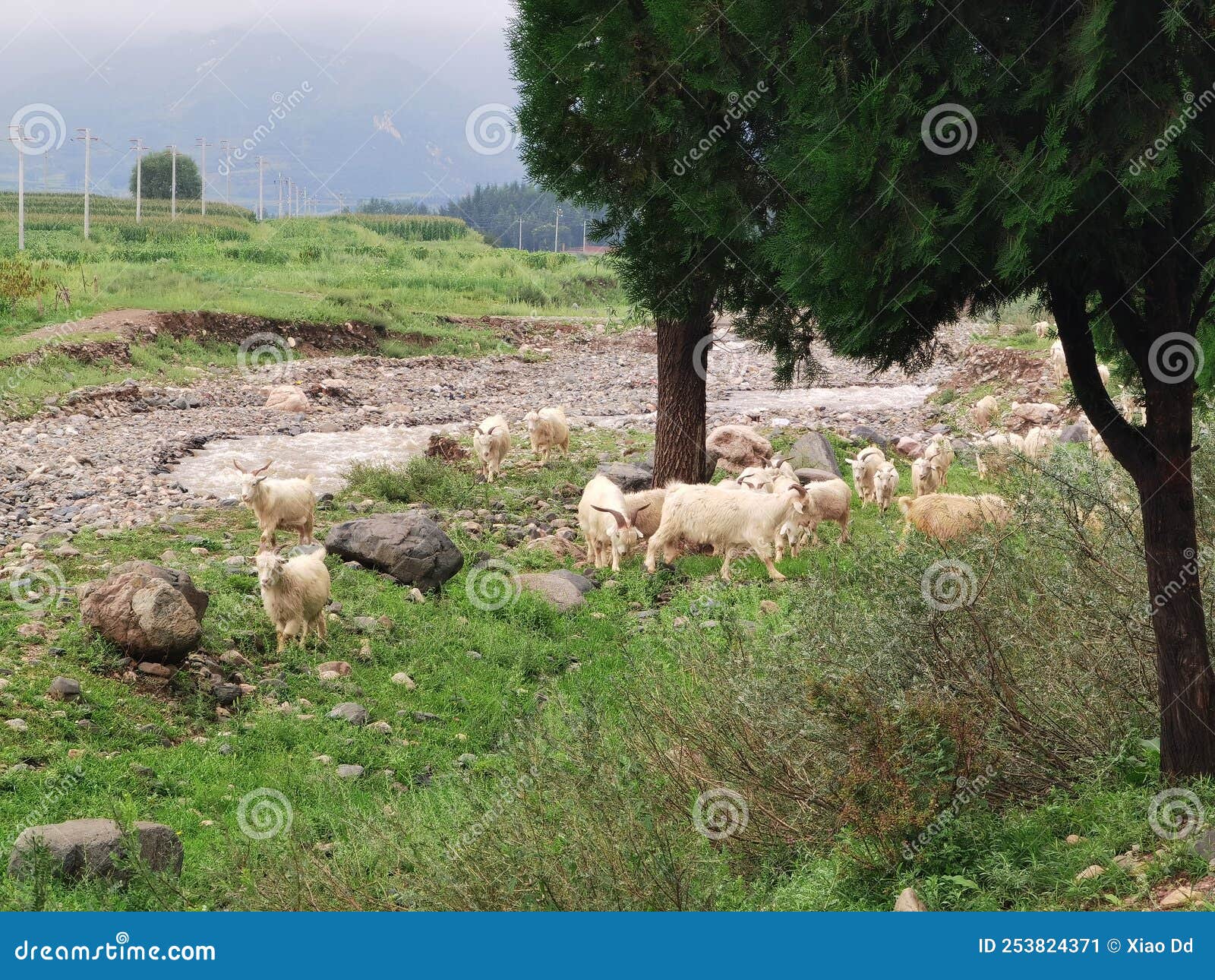 Goats in Fields, Shanxi Countryside Stock Image - Image of goat ...