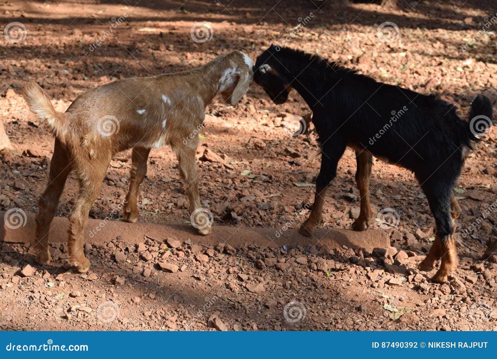 Goats fight as a game stock photo. Image of goats, fighting - 87490392