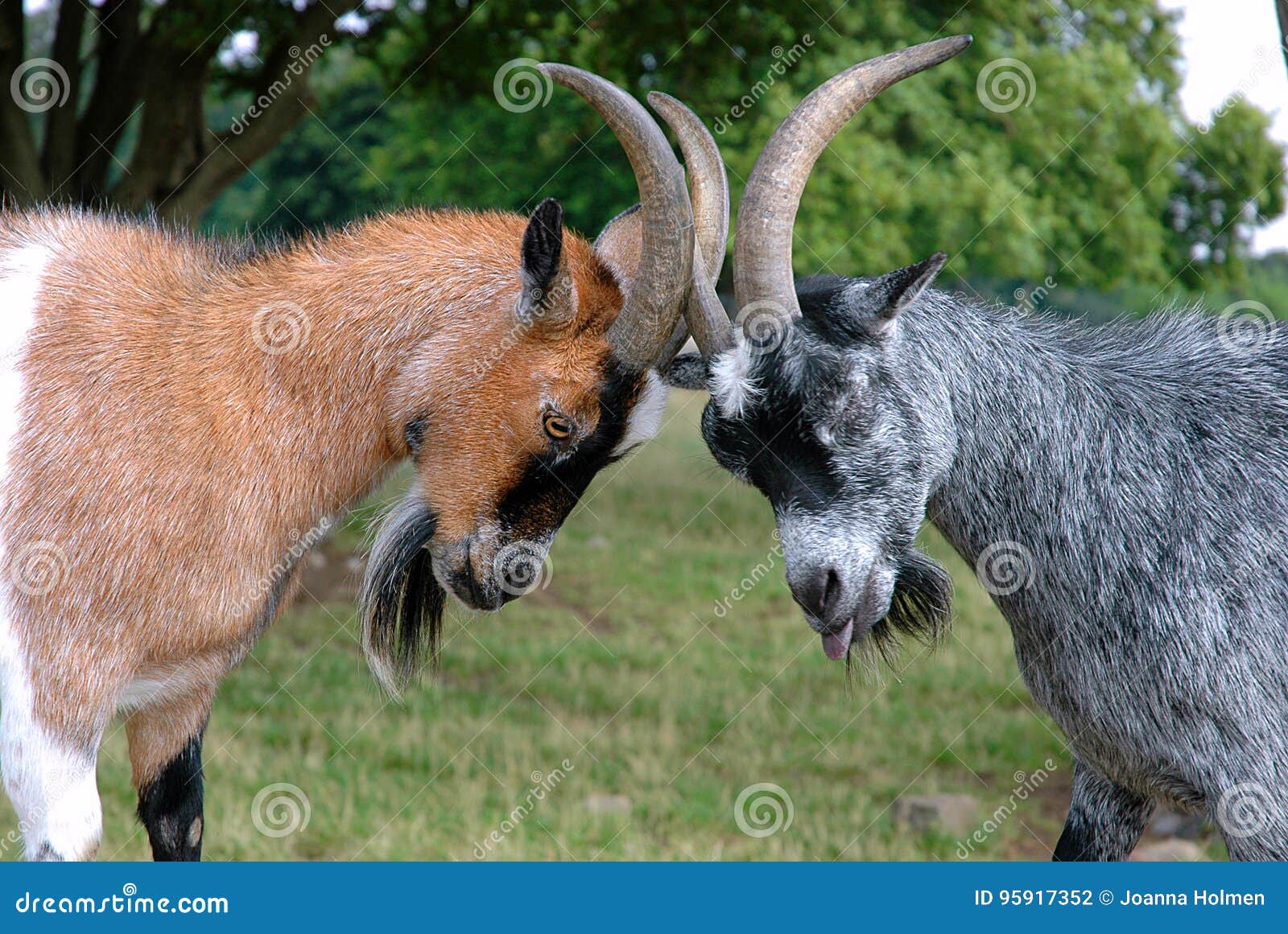 Goats in a fight stock photo. Image of entertainment - 95917352