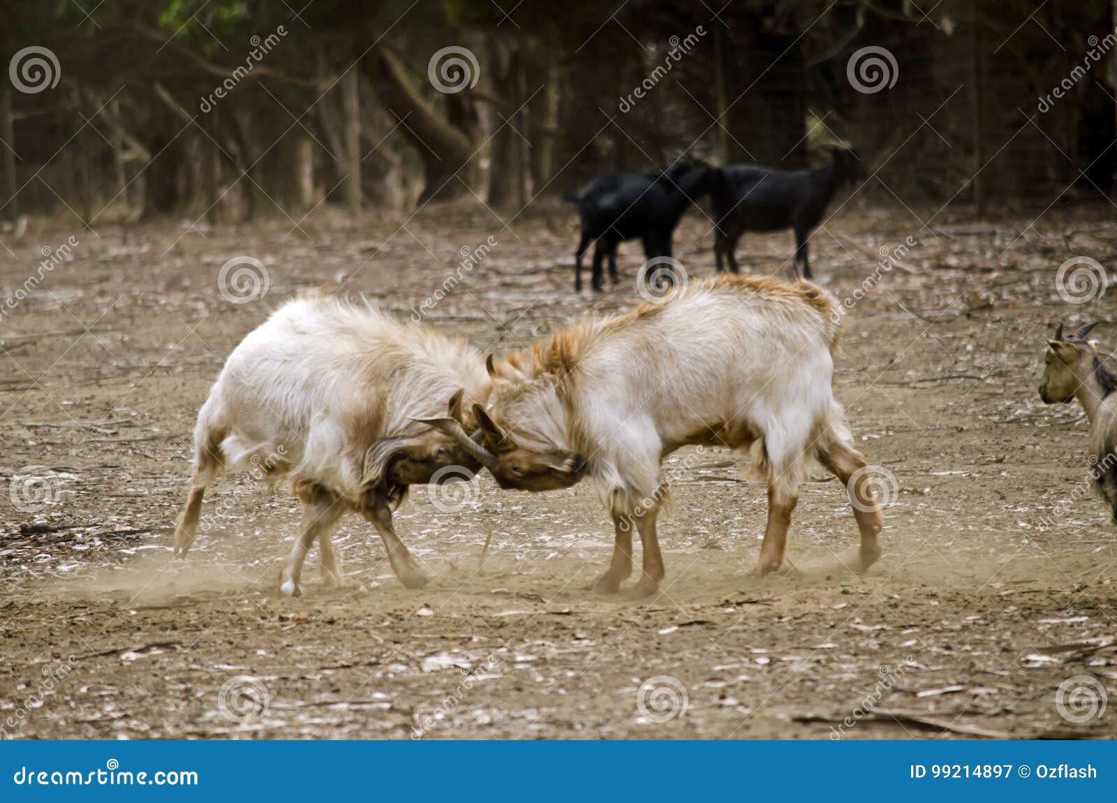 Goats fighting stock image. Image of australia, white - 99214897