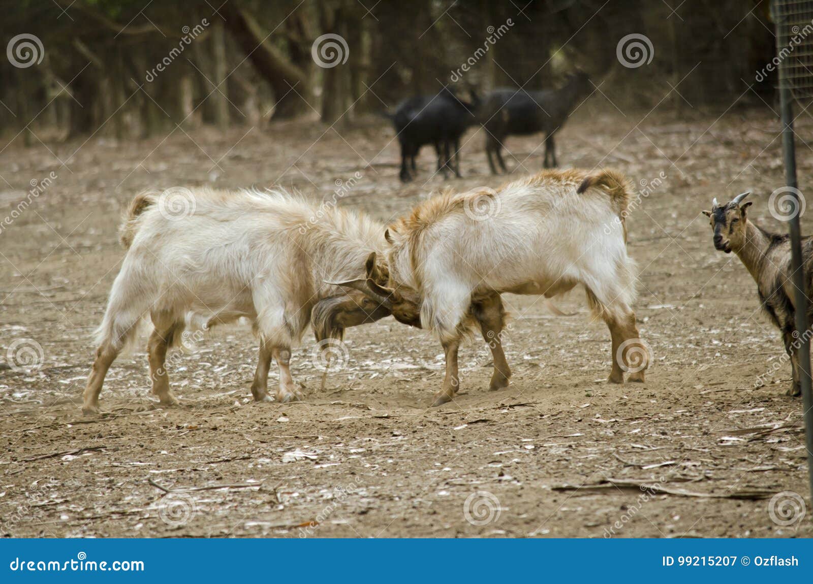 Goats fighting stock image. Image of australia, animals - 99215207