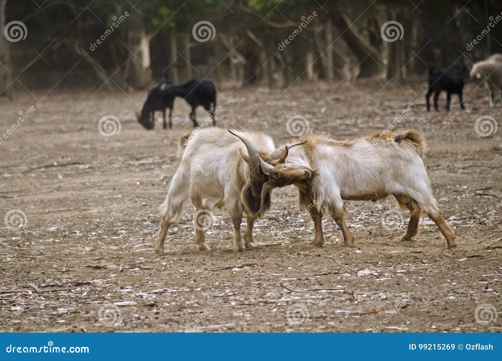 Goats fighting stock image. Image of australia, white - 99215269