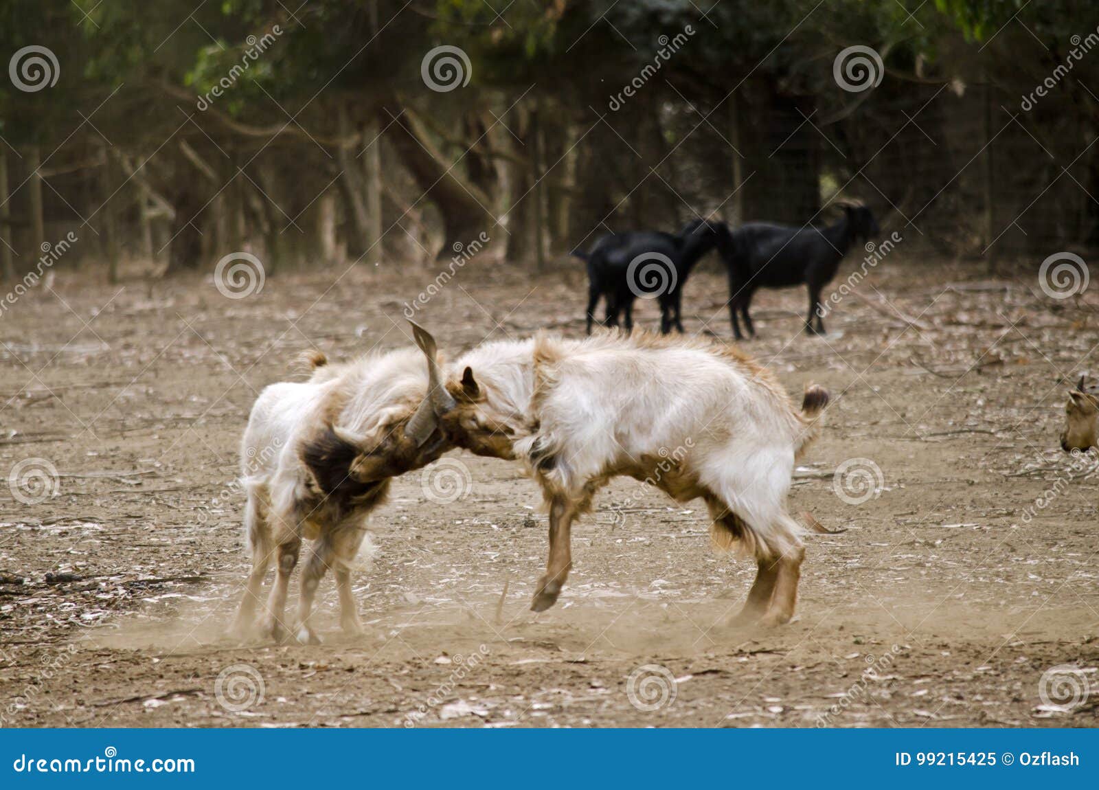 Goats fighting stock image. Image of farm, brown, paddock - 99215425