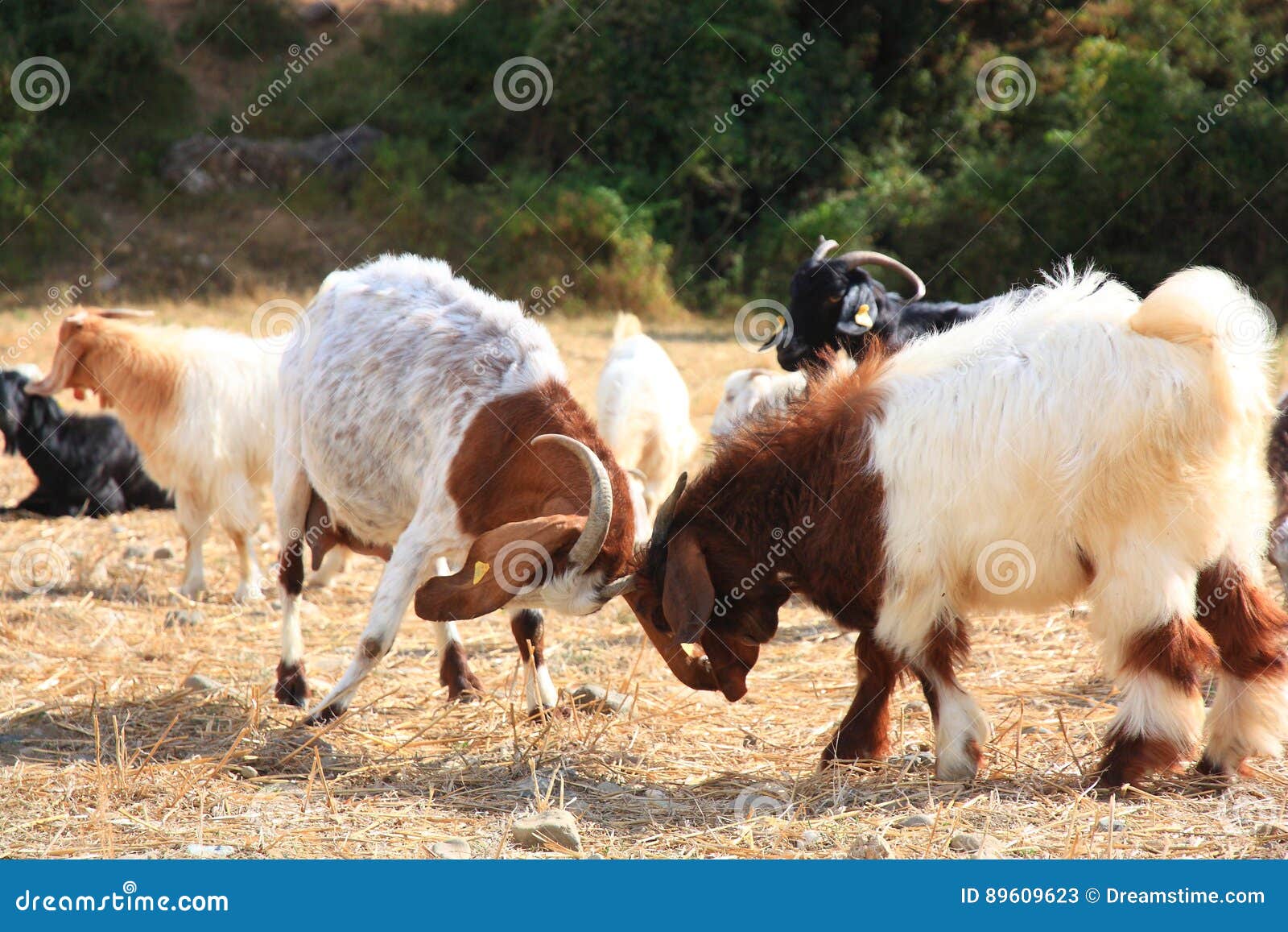 Goats are Fighting stock image. Image of hairy, danger - 89609623