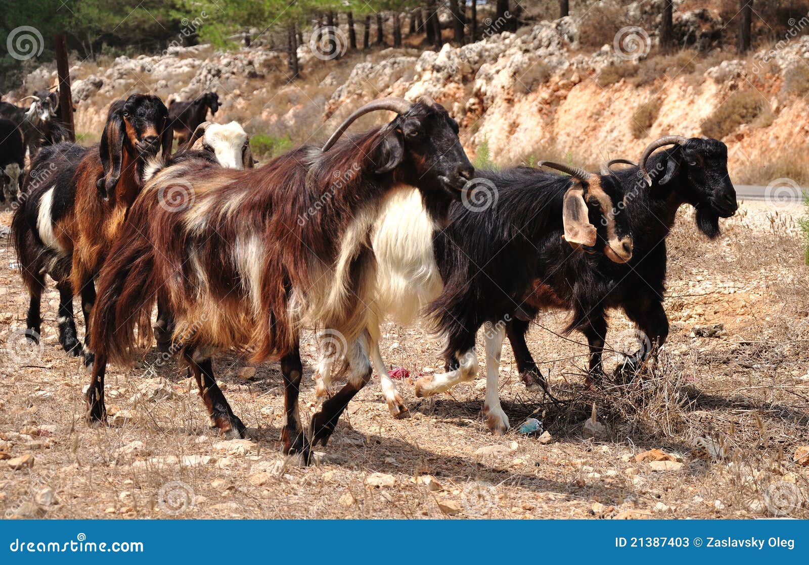 Goats flock. stock image. Image of goat, wool, moving - 21387403