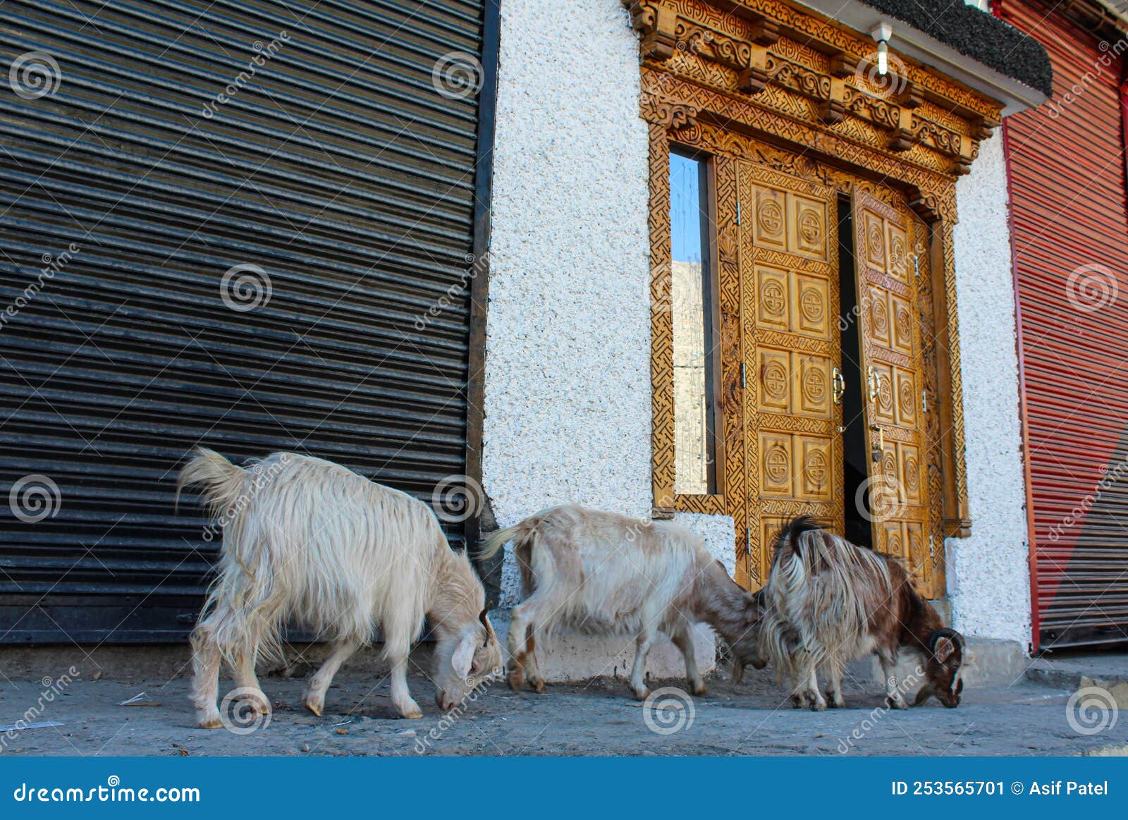 Goats In Front Of The Panagia Kanakaria Church And Monastery In The ...