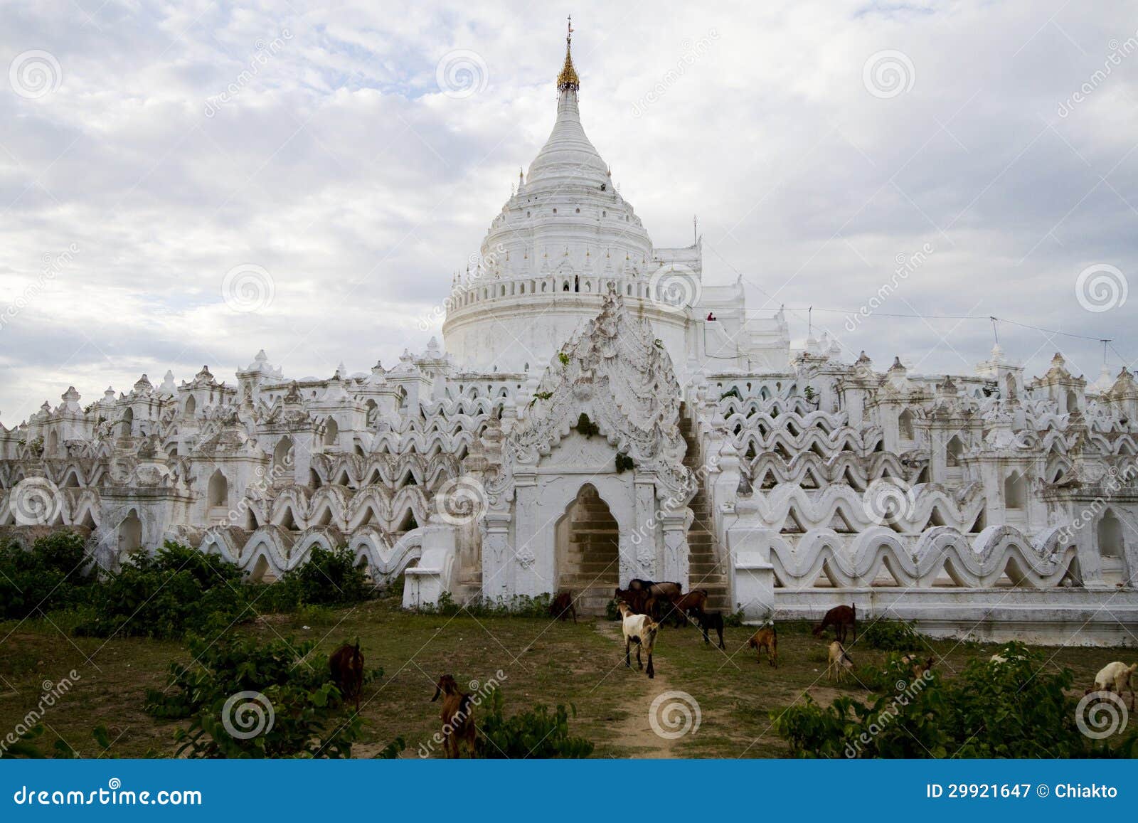 Goats in Front of White Pagoda in Mingun, Myanmar Stock Image - Image ...