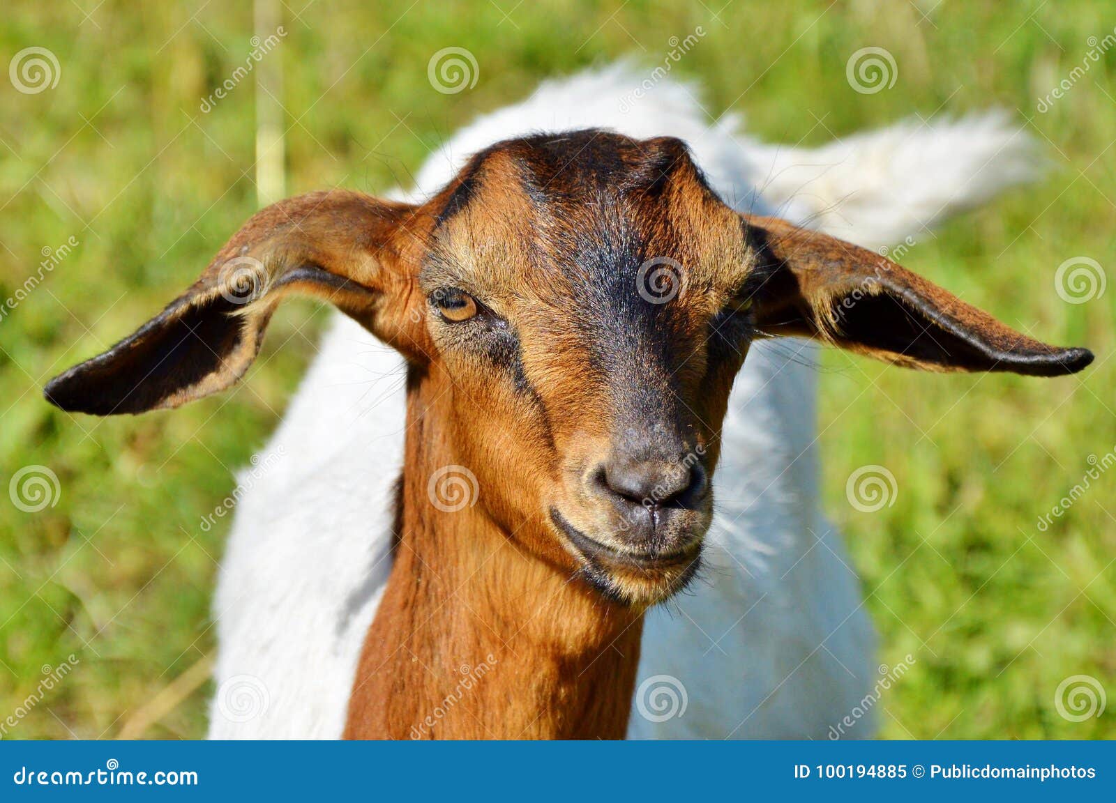 Goats, Goat, Goat Antelope, Cow Goat Family Picture. Image: 100194885