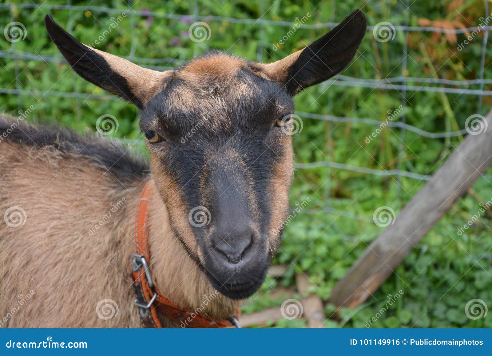 Goats, Goat, Goat Antelope, Cow Goat Family Picture. Image: 101149916