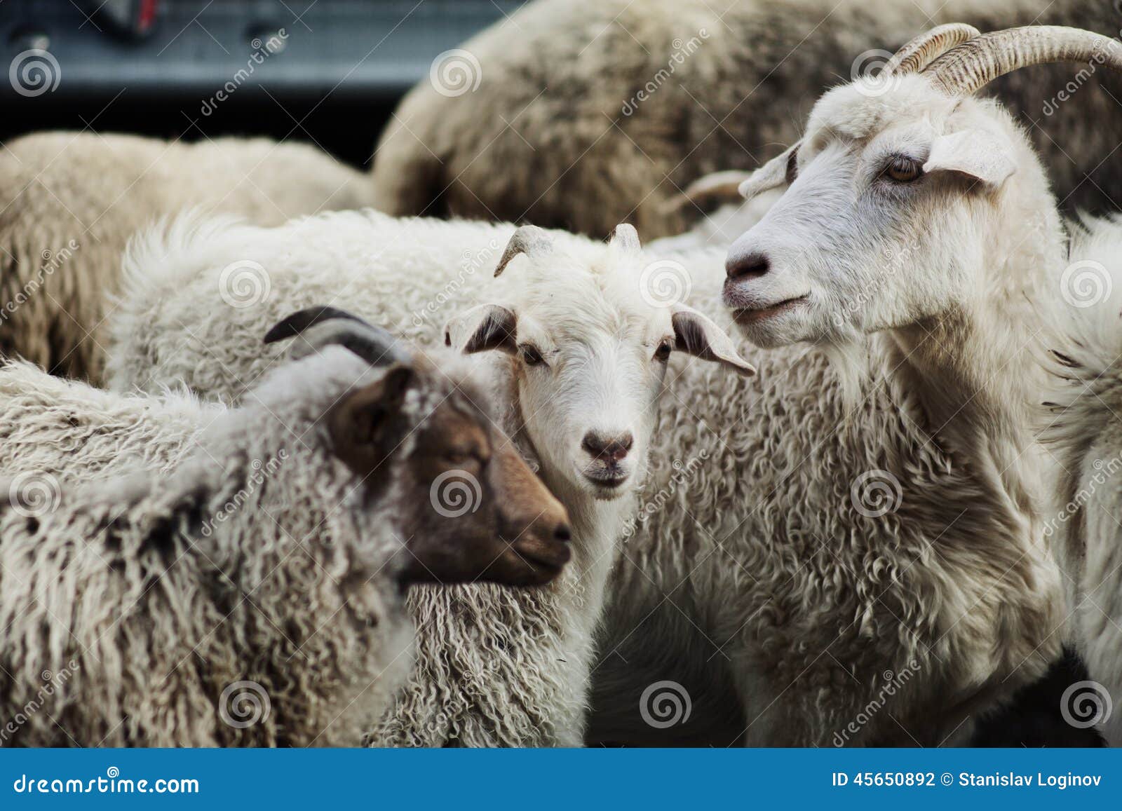 Goat Couples Stock Photos - Free & Royalty-Free Stock Photos from ...