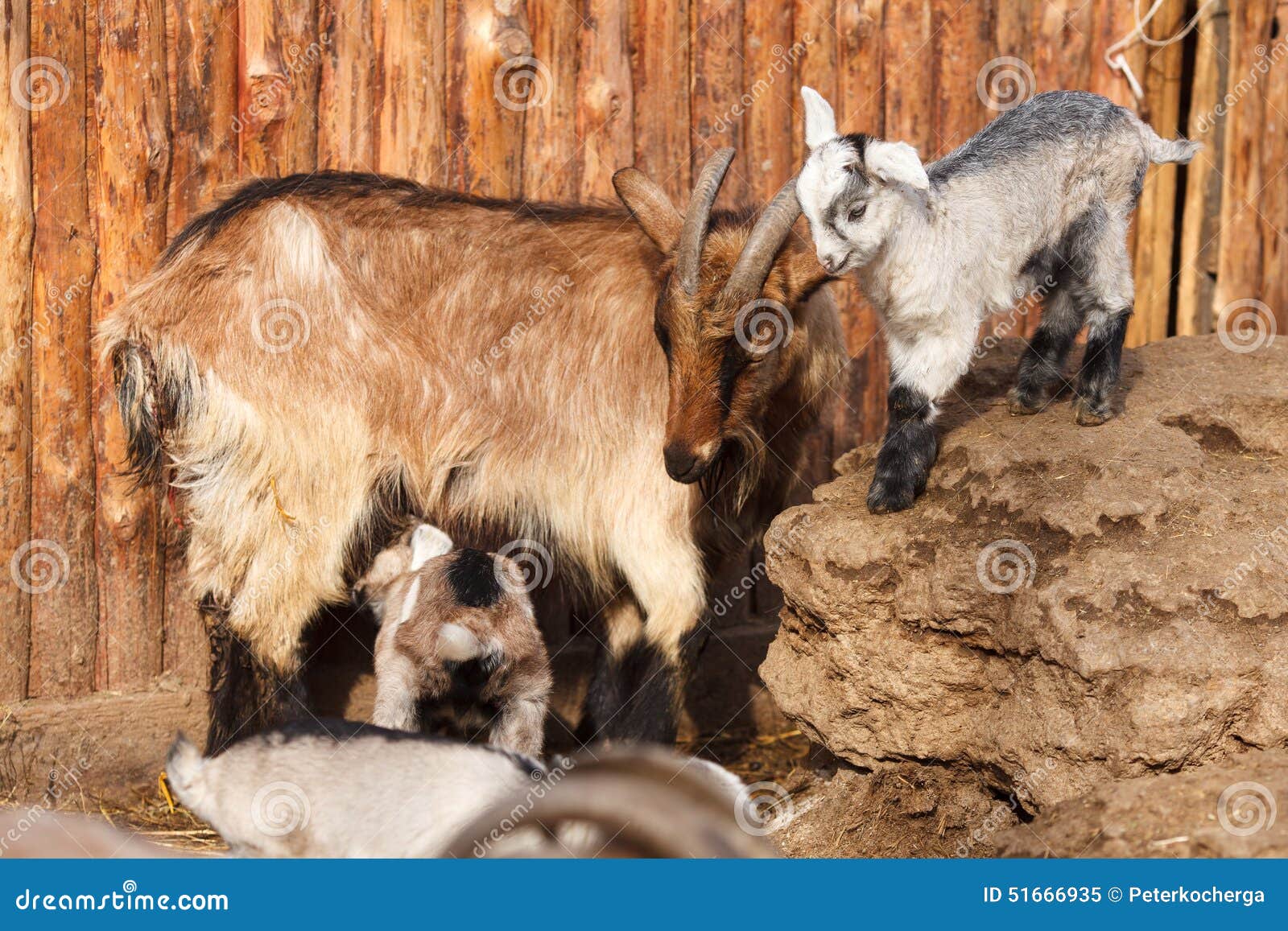 The goats stock image. Image of lifestyle, spring, countryside - 51666935