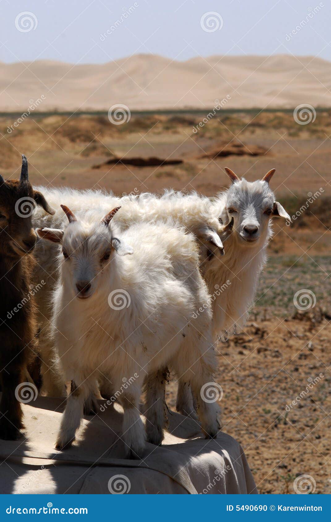 Goats in the Gobi Desert, Mongolia Stock Photo - Image of sand ...