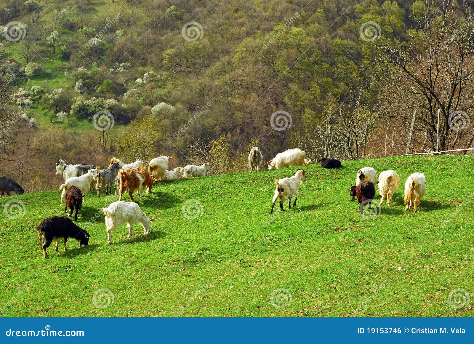 Goats on grass stock photo. Image of high, goat, scene - 19153746