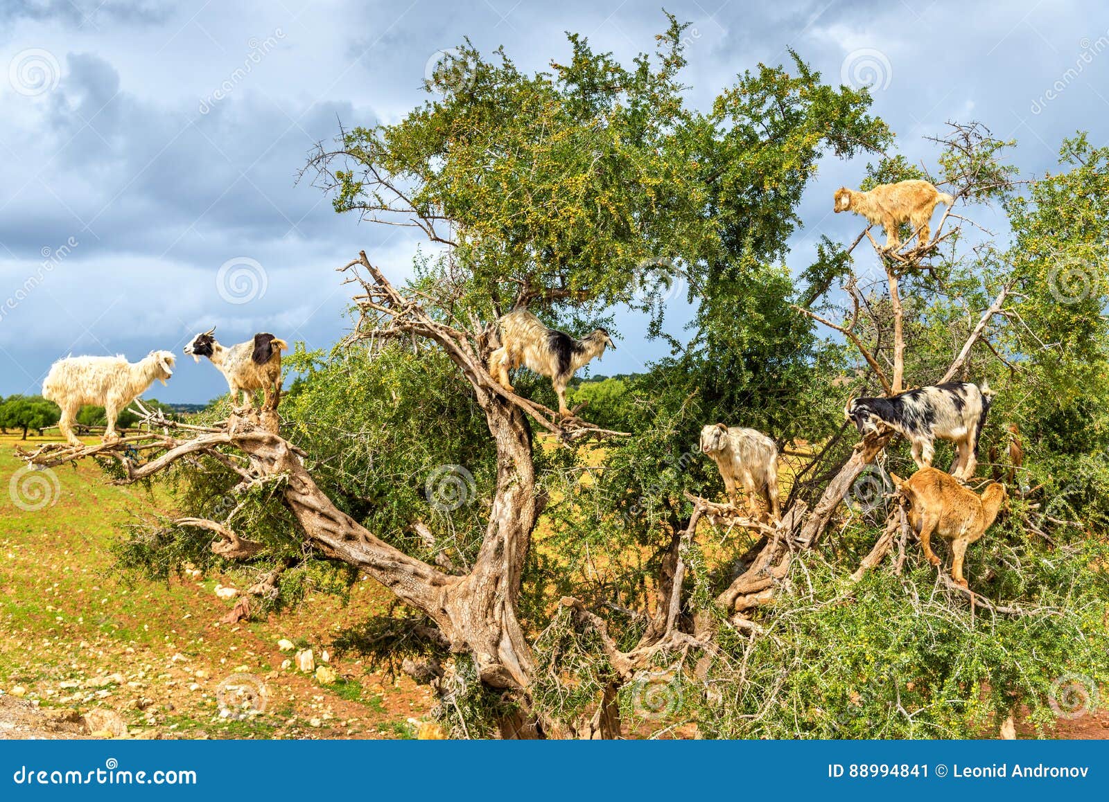 Goats Graze in an Argan Tree - Morocco Stock Image - Image of graze ...