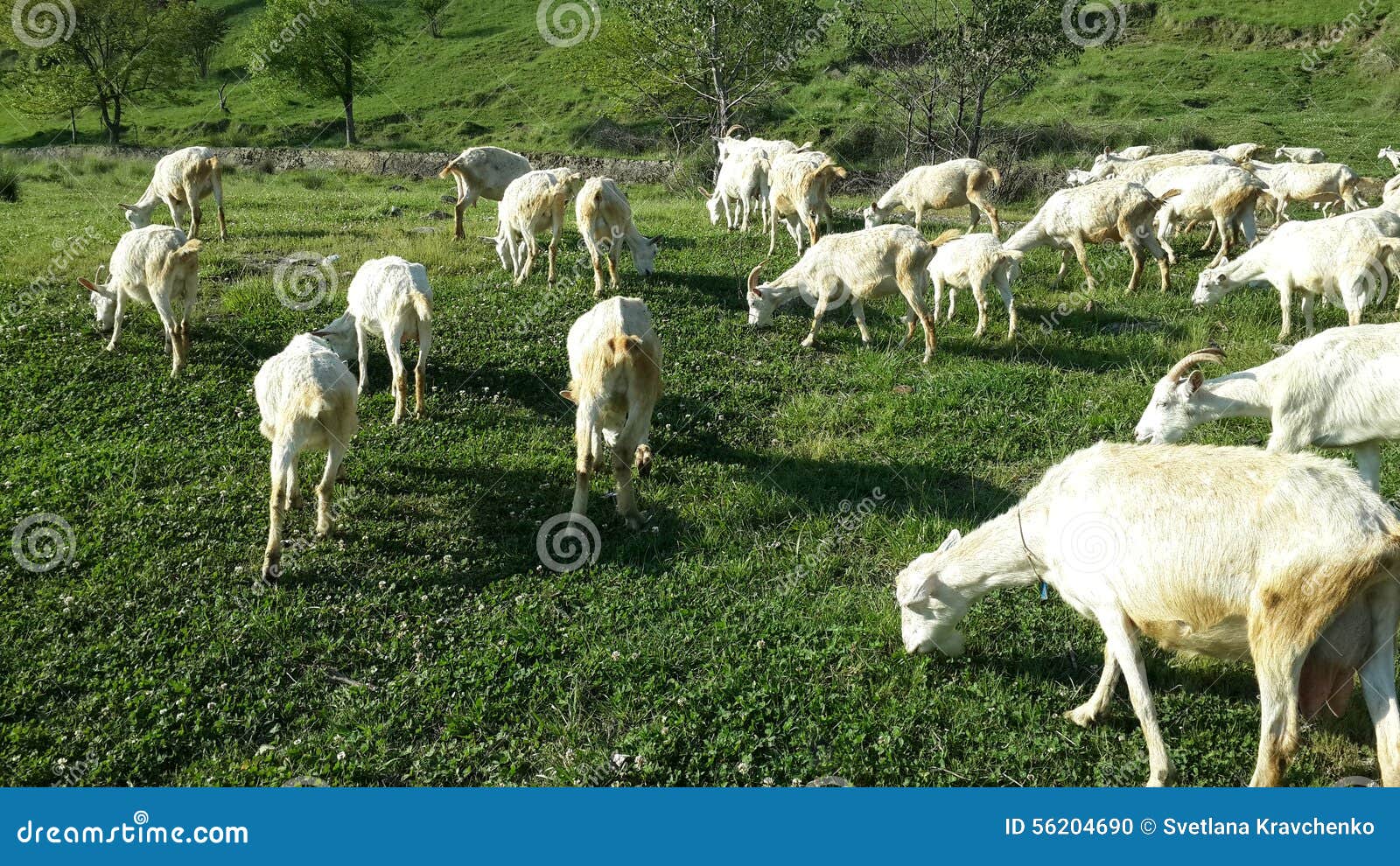 Goats graze on green grass stock photo. Image of herd - 56204690