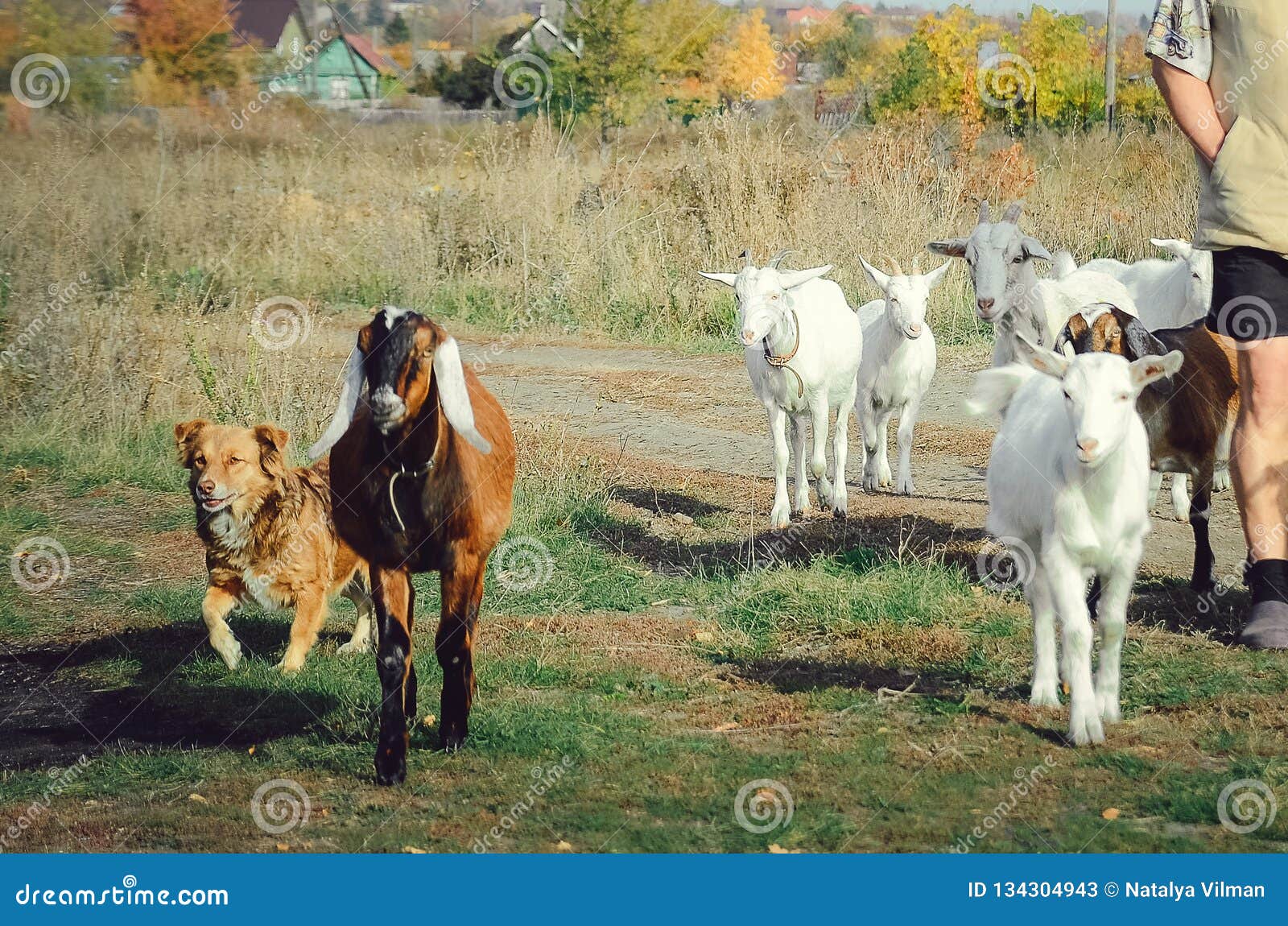 Goats Graze in a Meadow in the Village. Shepherd Leads Cattle from ... Goats Graze in a Meadow in the Village. Shepherd Leads Cattle from ...