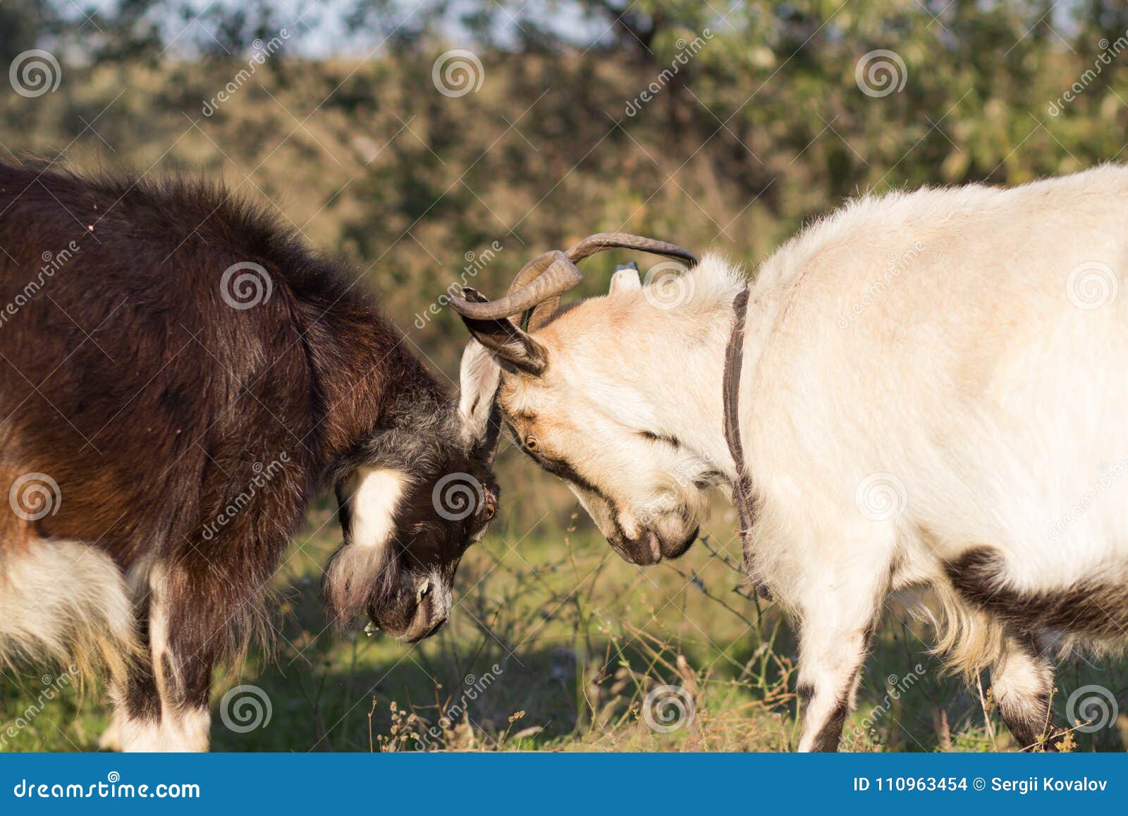 Goats Graze in Spring Fields Stock Photo - Image of meadow, nature ...