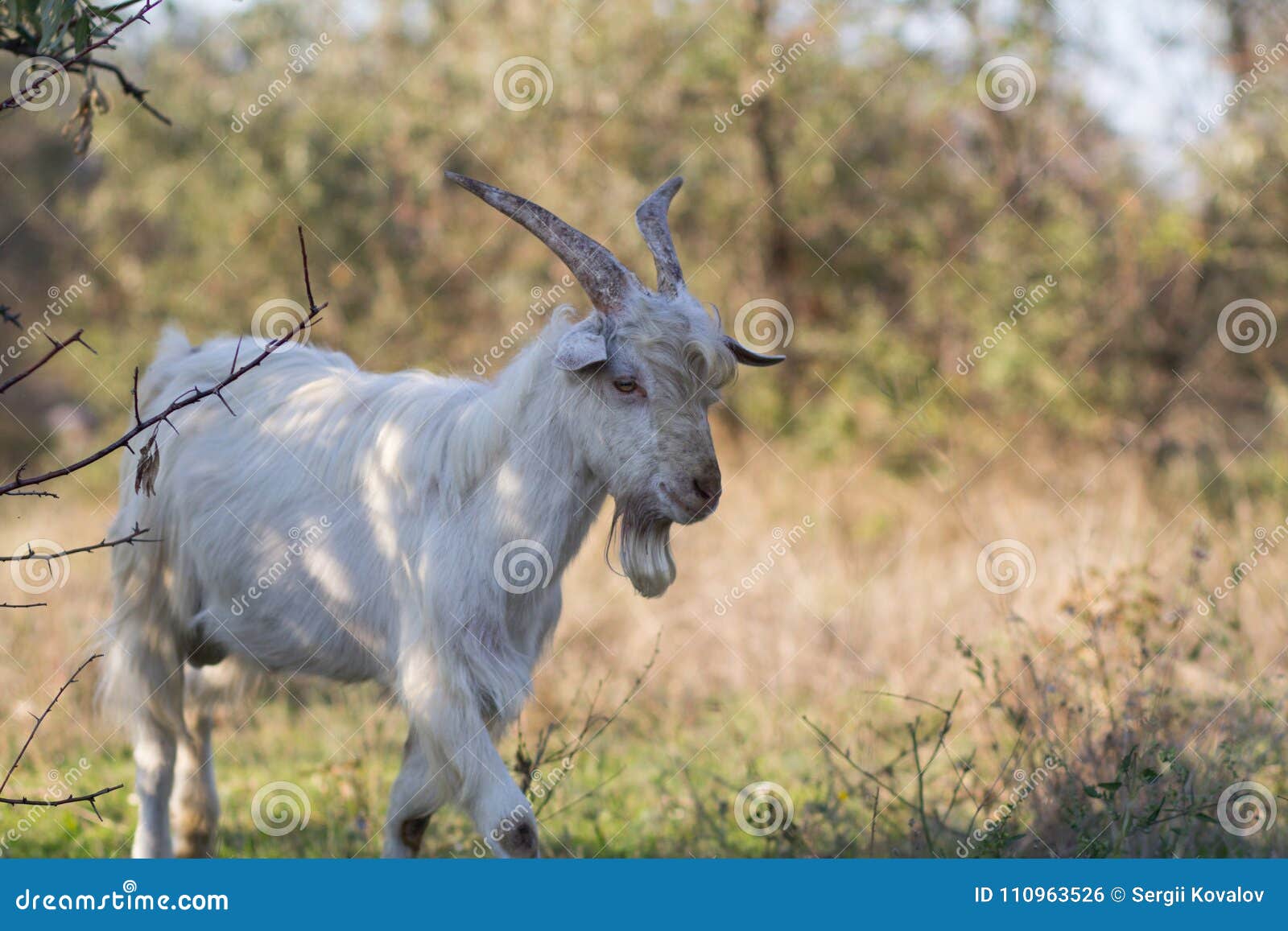 Goats Graze in Spring Fields Stock Photo - Image of field, baby: 110963526