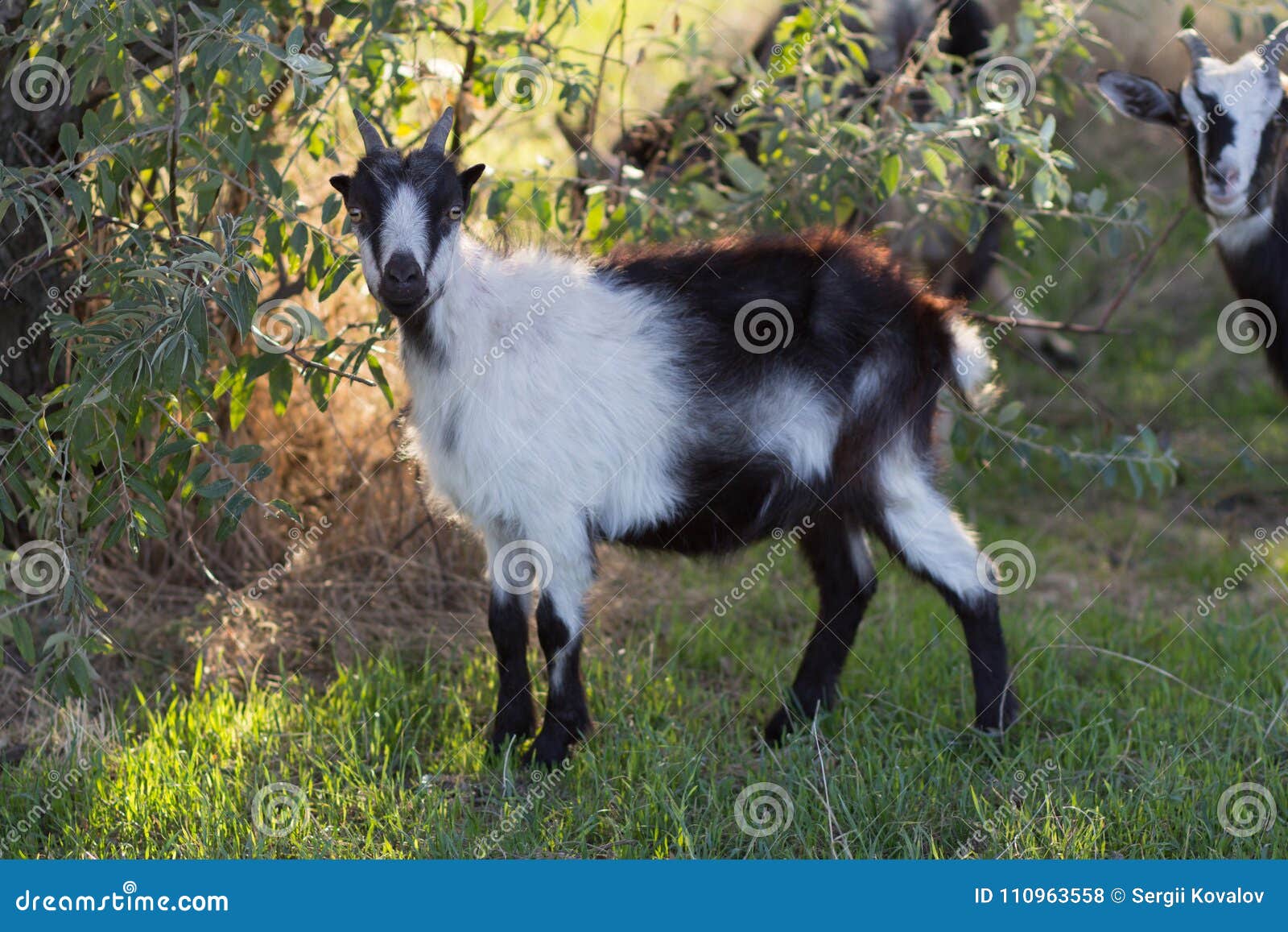 Goats Graze in Spring Fields Stock Photo - Image of grazing, blue ...