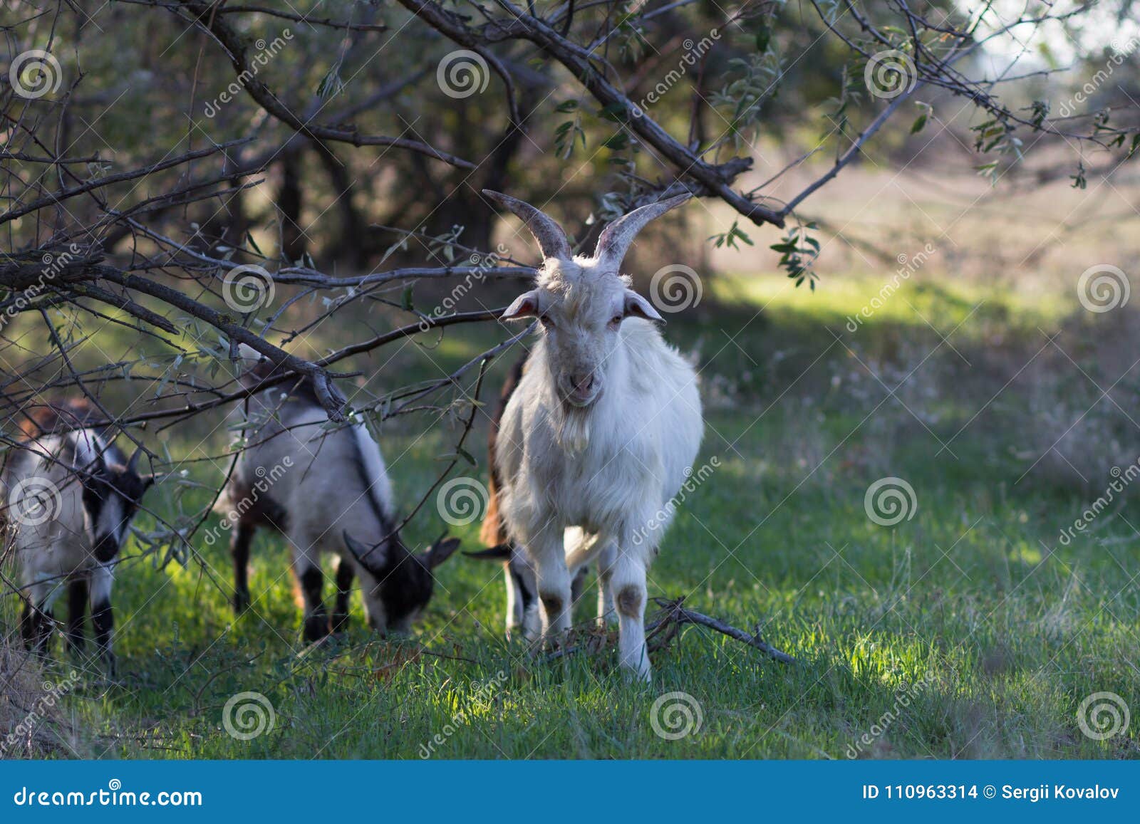 Goats Graze in Spring Fields Stock Photo - Image of green, grazing ...