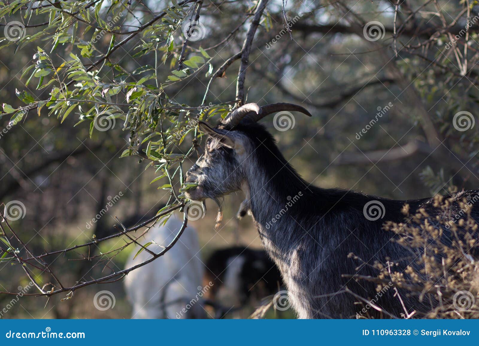 Goats Graze in Spring Fields Stock Photo - Image of domestic, cute ...