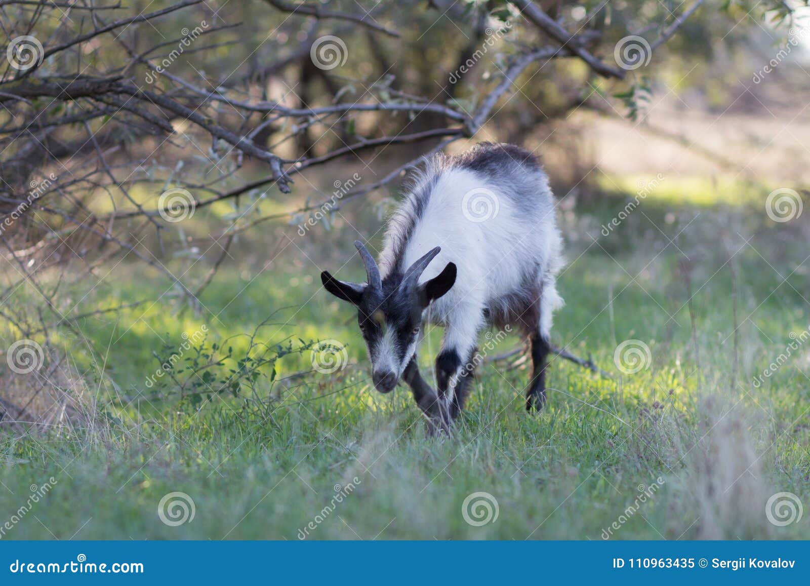 Goats Graze in Spring Fields Stock Image - Image of farm, blue: 110963435