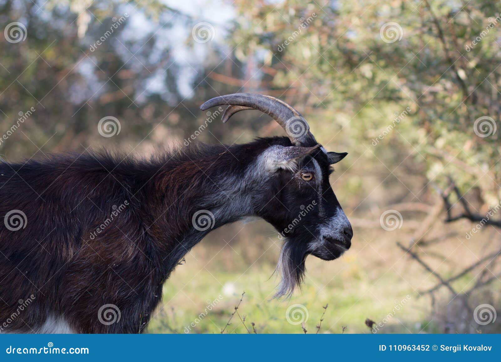 Goats Graze in Spring Fields Stock Photo - Image of goats, land: 110963452