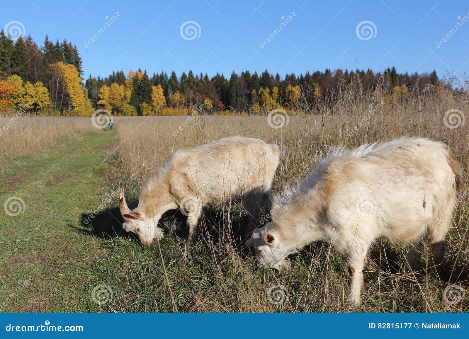 Goats are Grazed on a Meadow in the Fall Stock Image - Image of fall ...