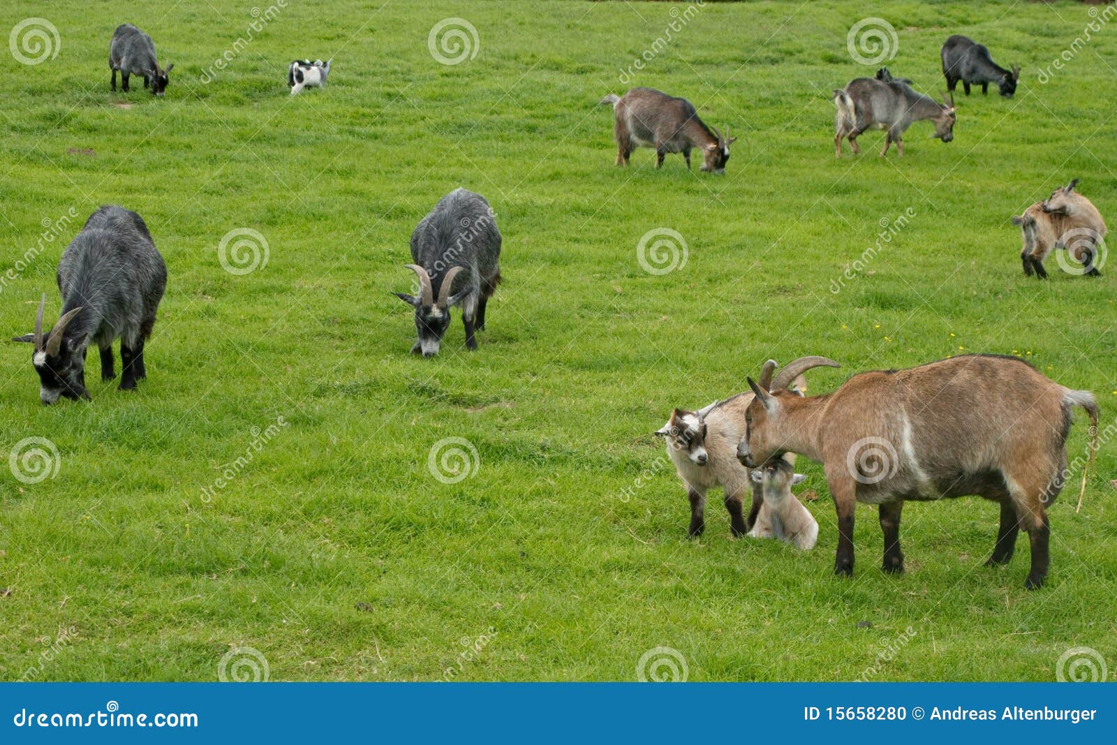 Goats grazing stock photo. Image of farm, countryside - 15658280