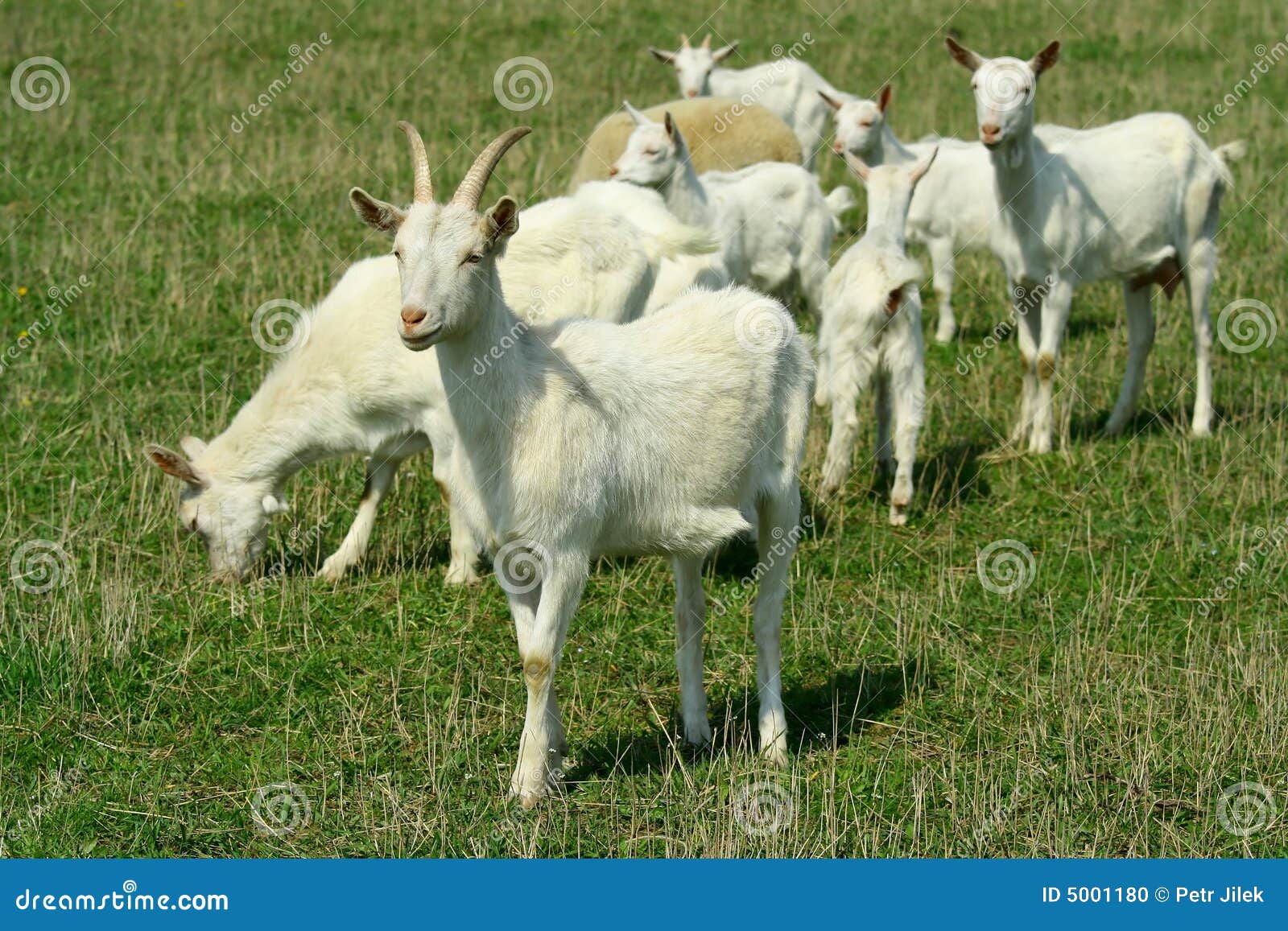 Goats on grazing stock photo. Image of ecology, farmyard - 5001180